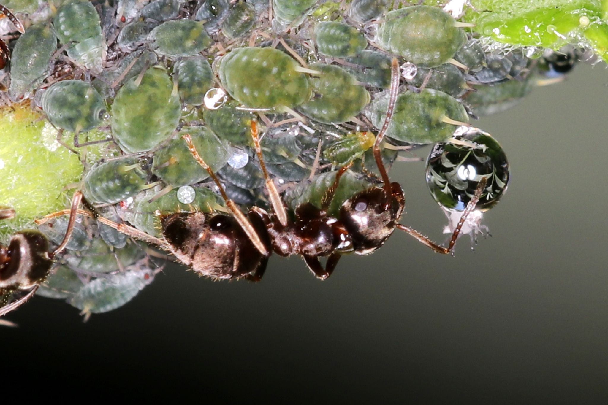 Hier versucht die Ameise die Blattlaus, die von einem Wassertröpfchen ...