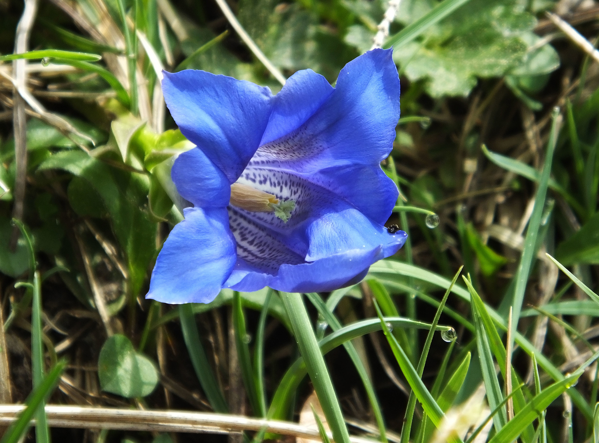 Der Enzian blüht - Tennengau
