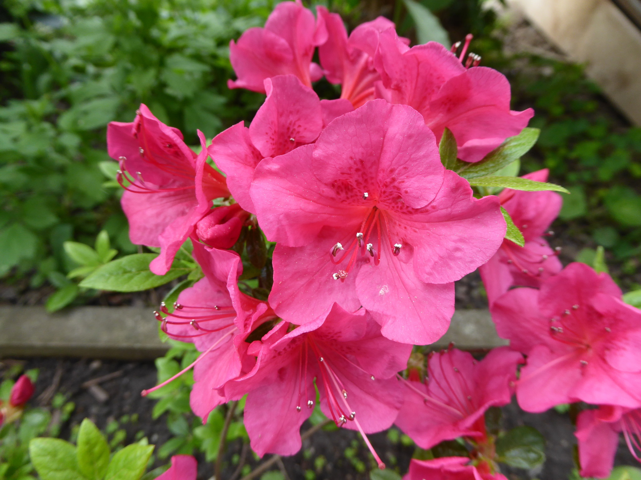 Die Azalee ist aufgeblüht - Spittal