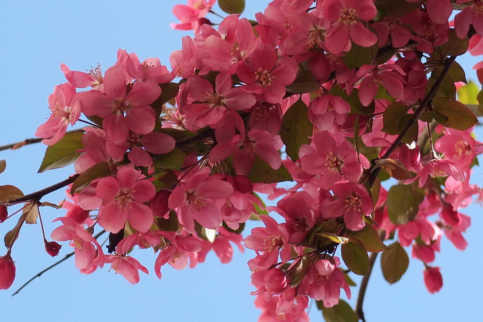Zierapfelbaum in Vollblüte - Lungau