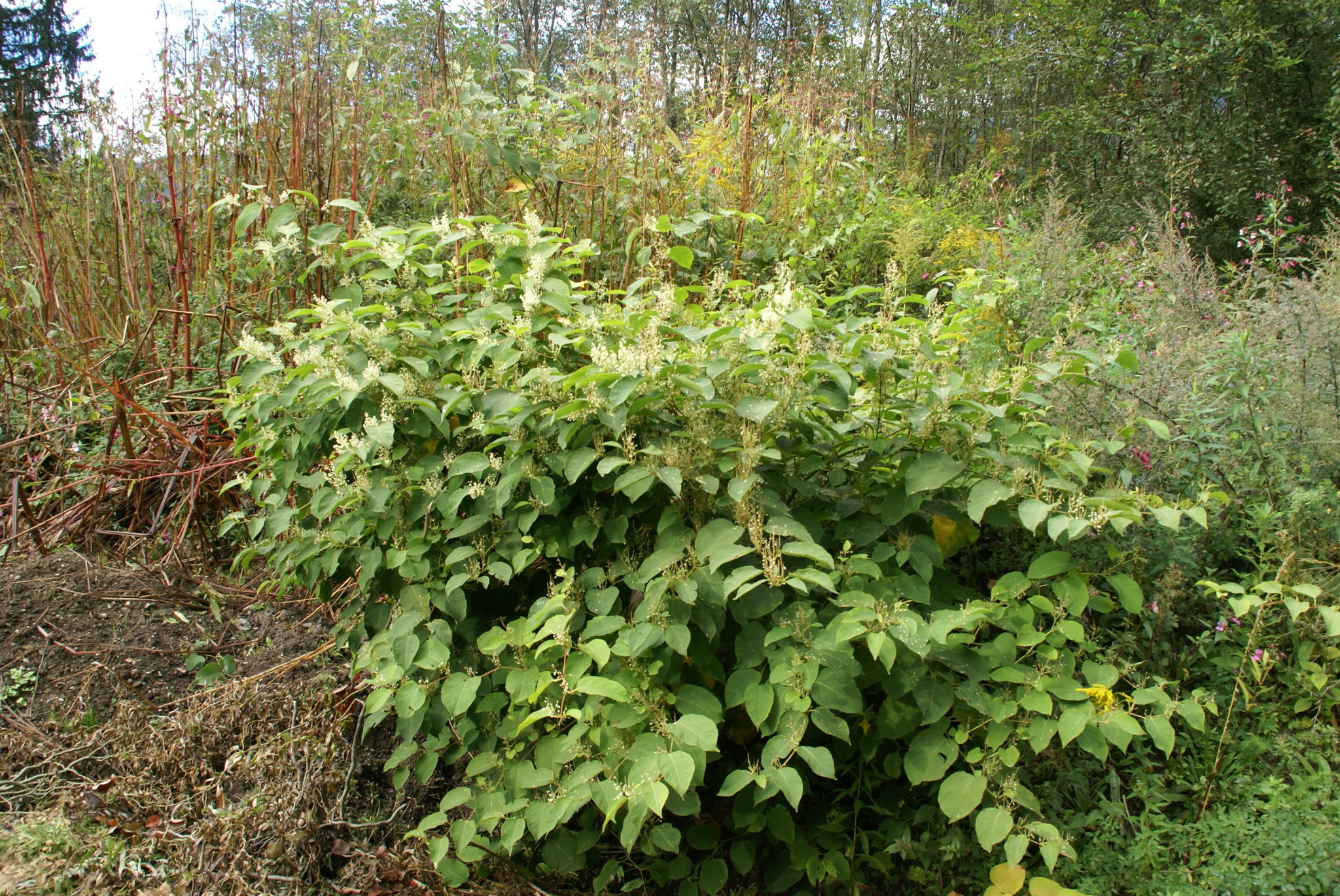 Invasive Neophyten im Zillertal - Schwaz