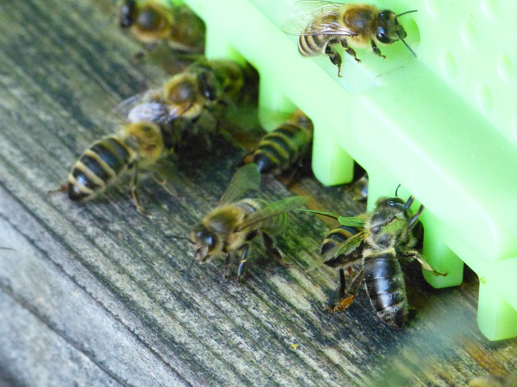 Fleisige Bienchen..... - Pinzgau