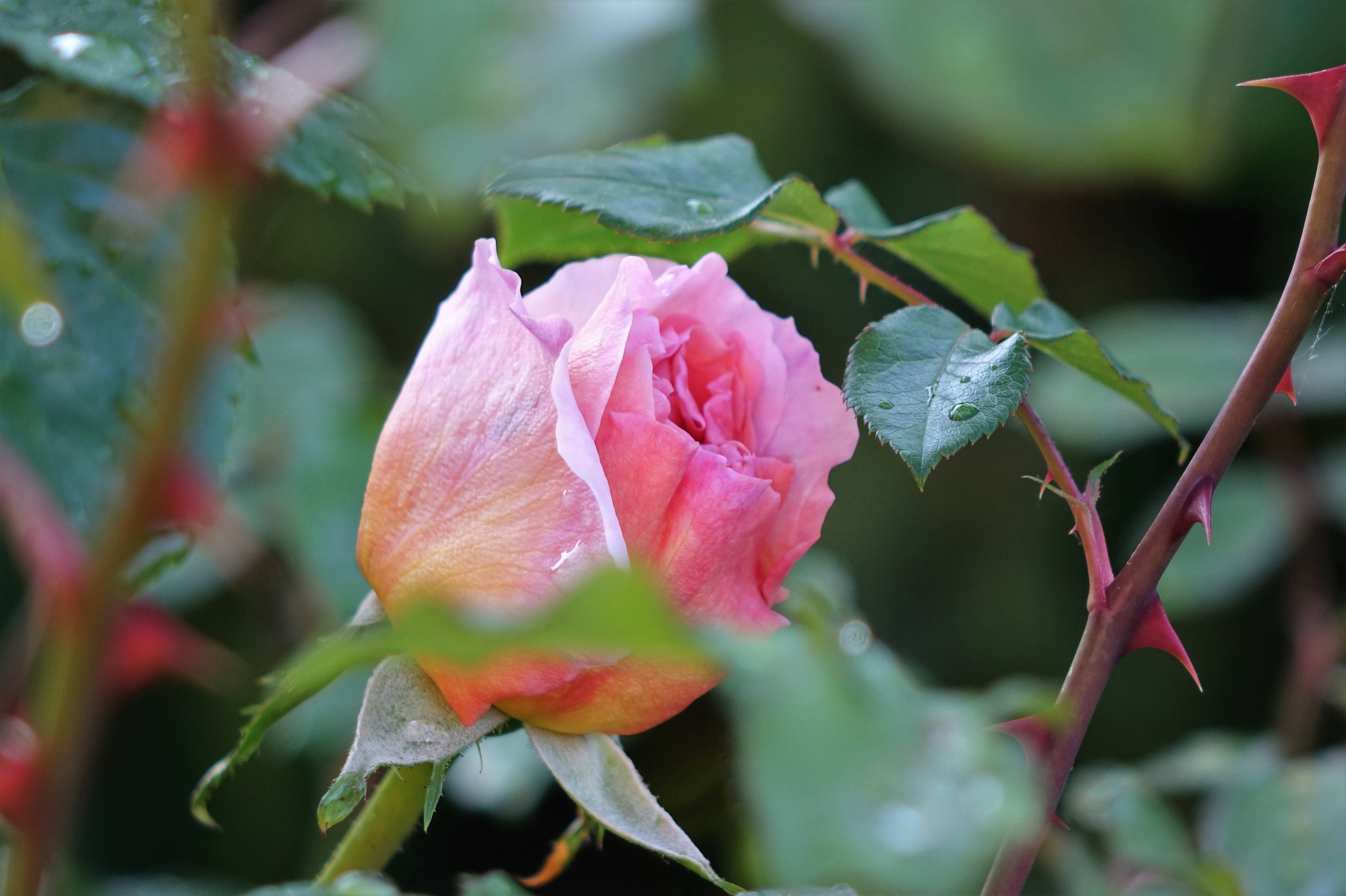 Die Rosen kommen an - Weiz