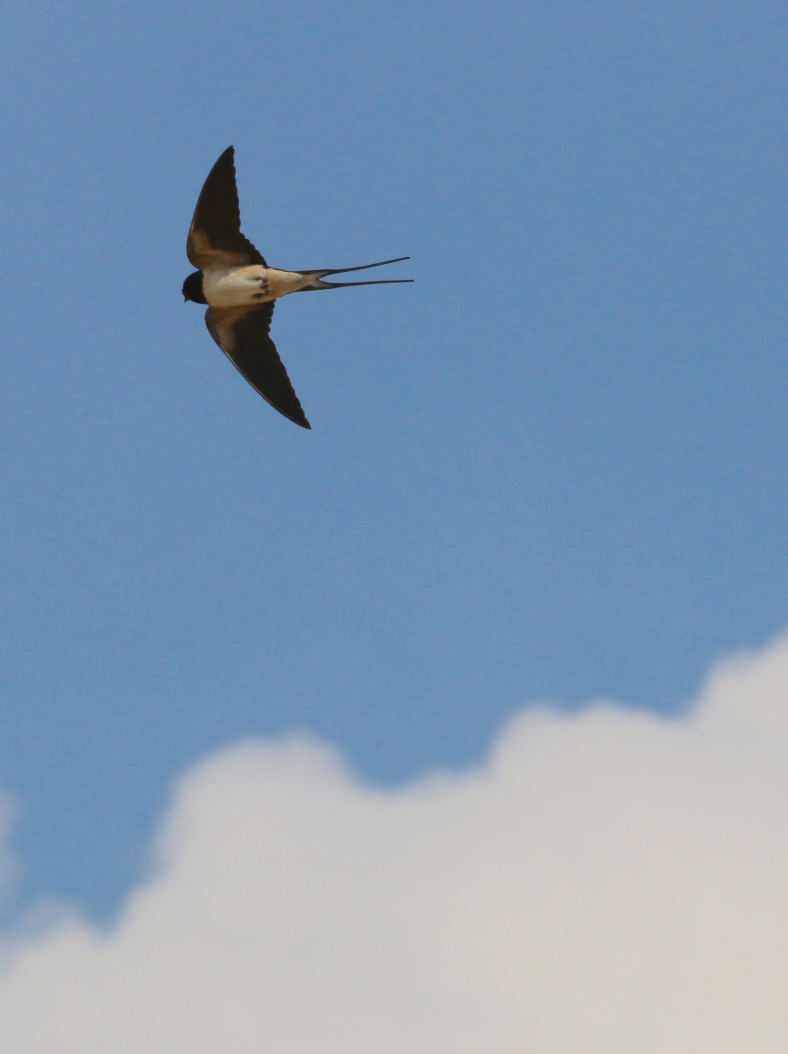 Über der Mole West - Neusiedl am See