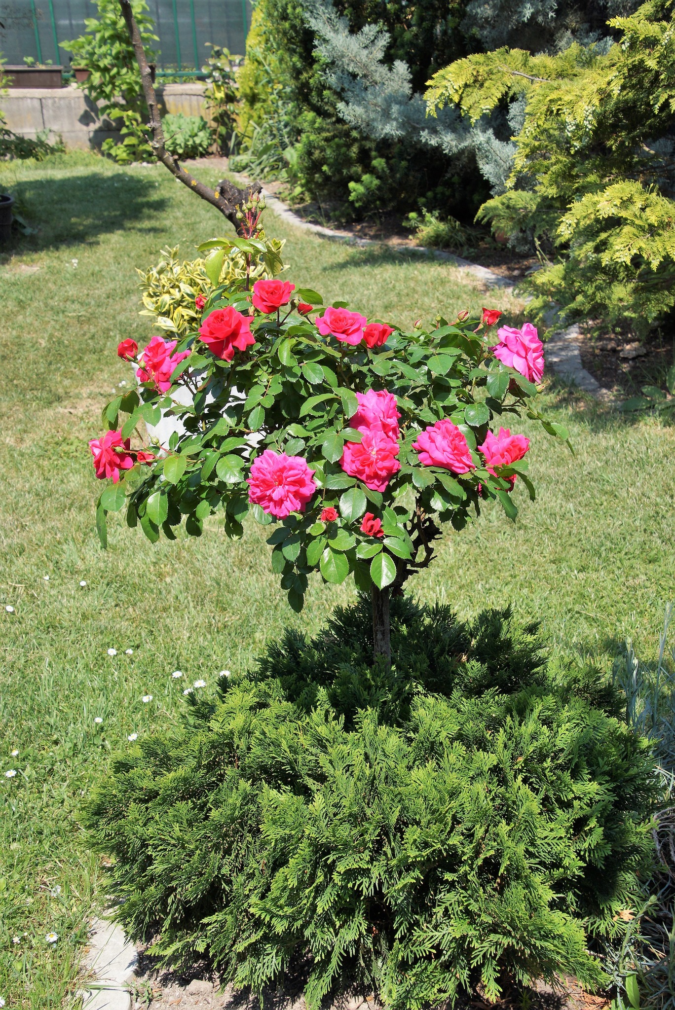 Rosenbäumchen - Liesing