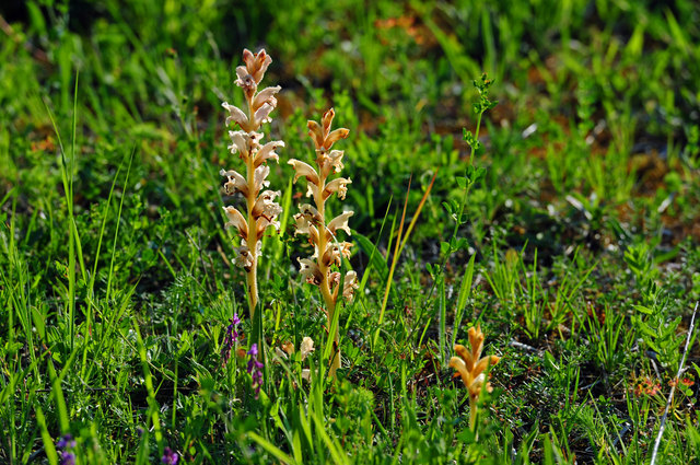 Schöne Schmarotzerin - Braunau