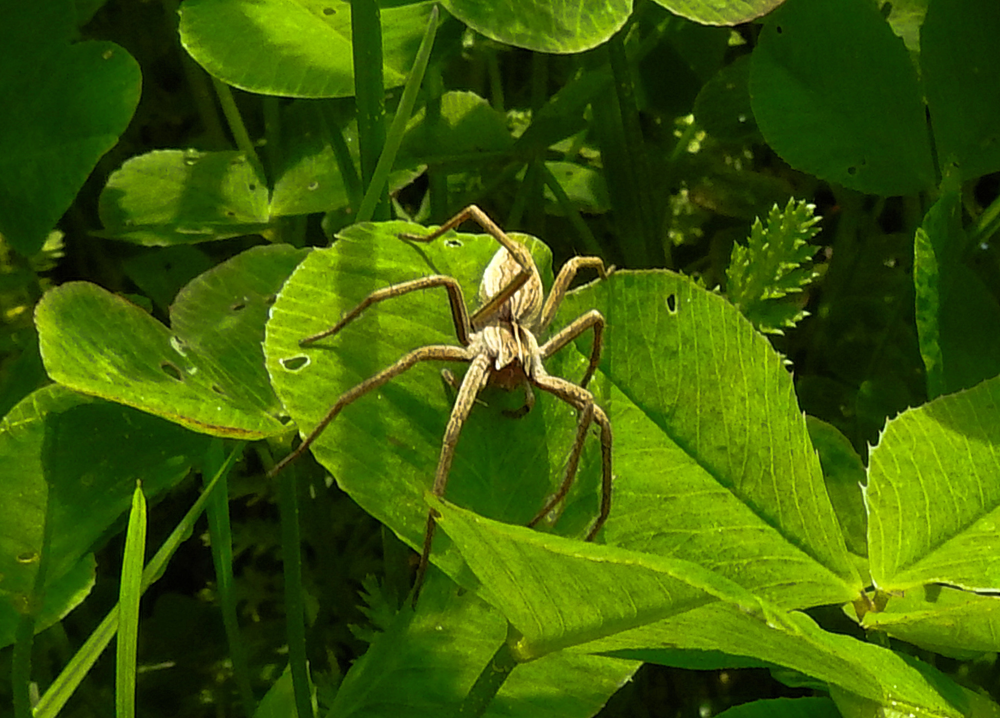 Die Raubspinne (Pisaura mirabilis) - Lungau