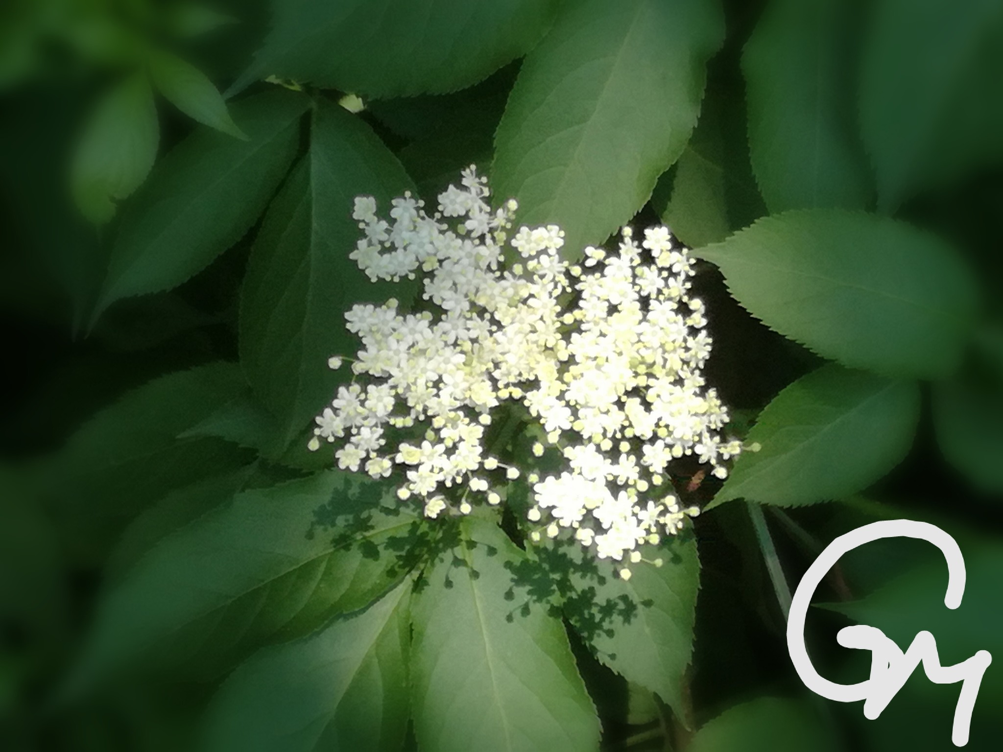 Die Holunderblüte - Deutschlandsberg