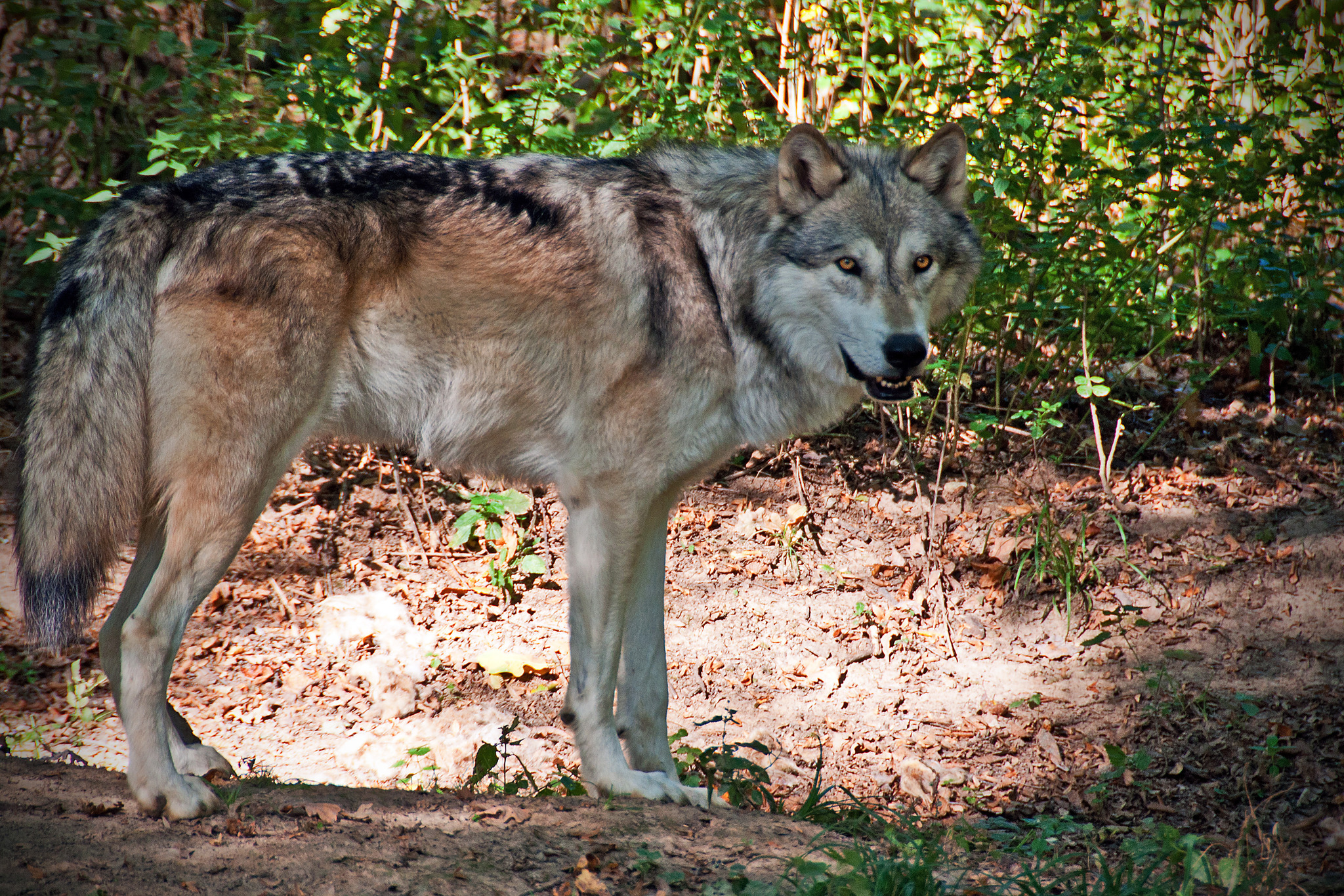 Website des Landes zum Thema "Wolf" - Pinzgau
