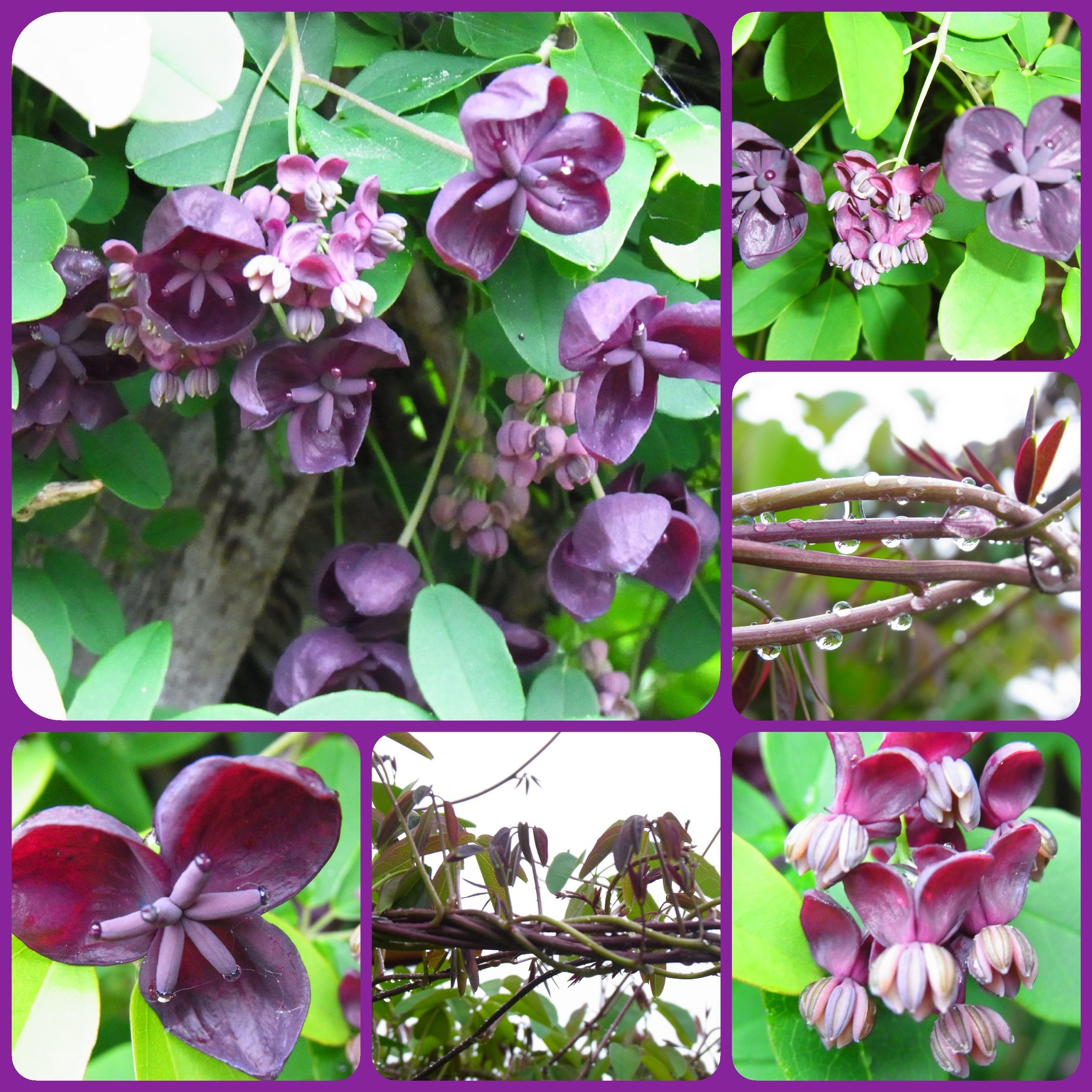 Die fingerblättrige Akebie ist eine Kletterpflanze... - Murau