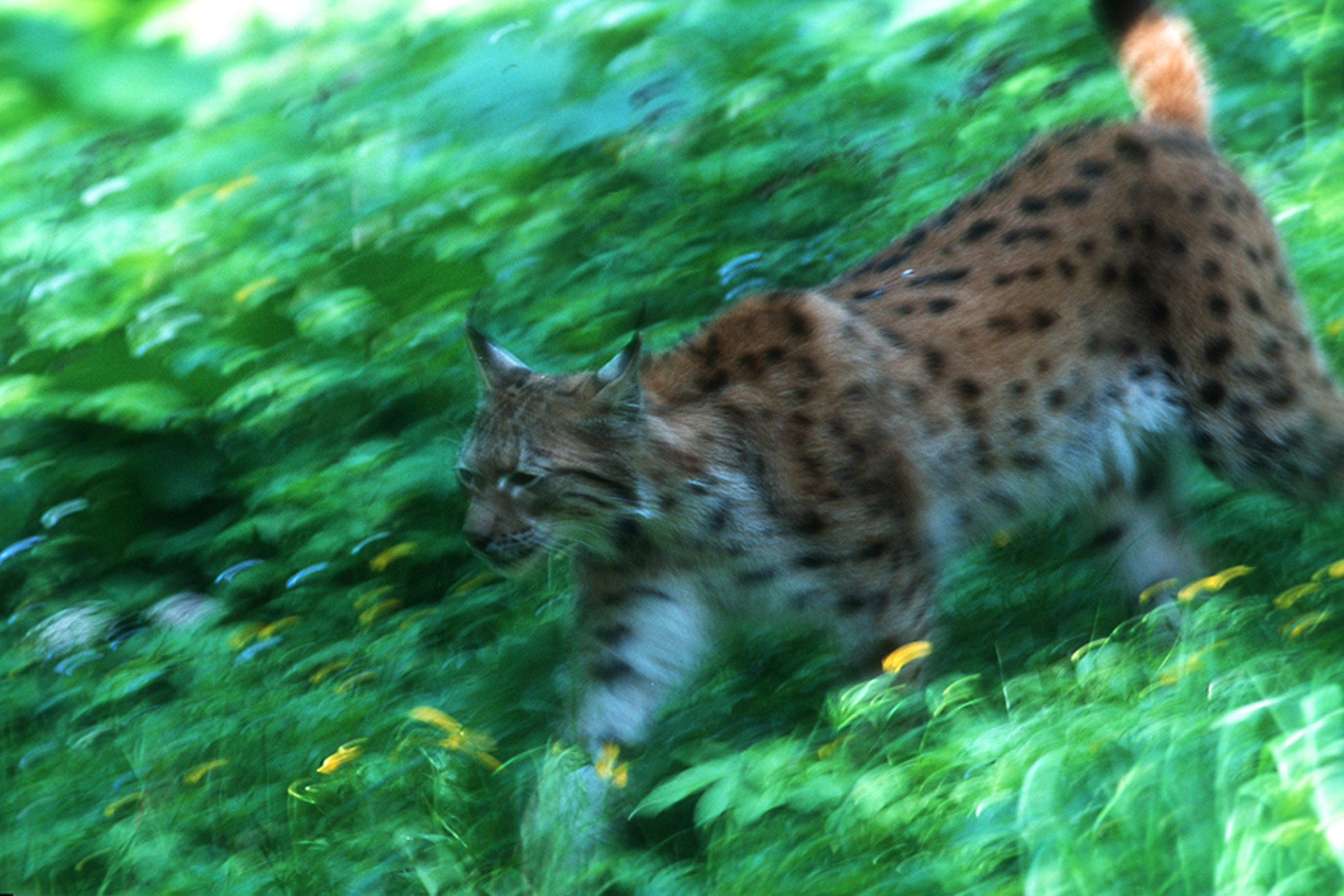 Luchs und Mensch - Linz