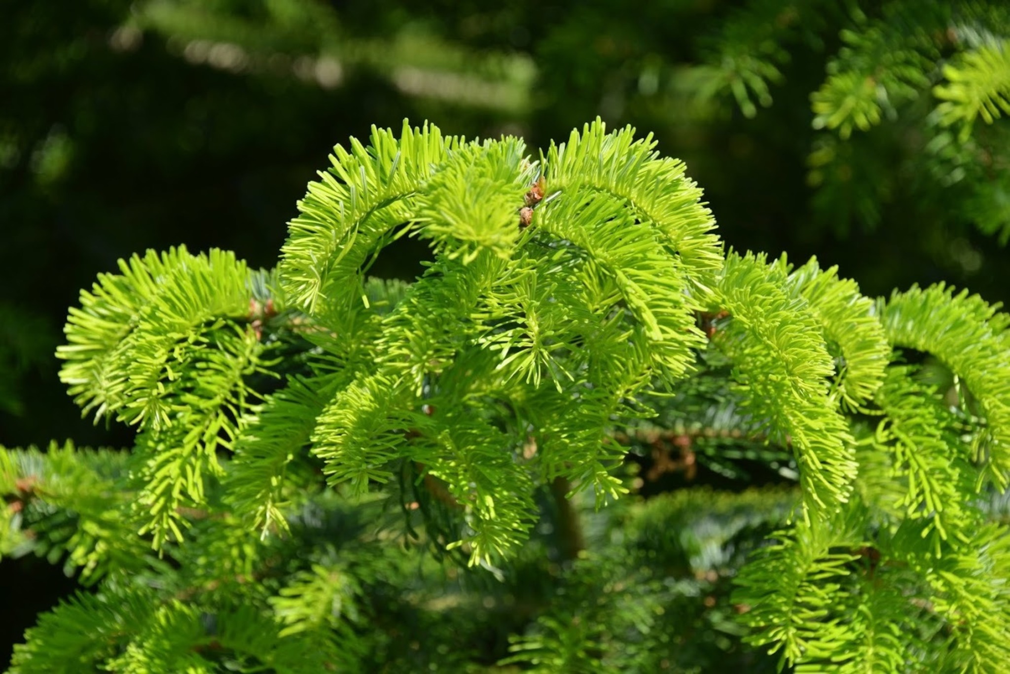 Tanne im Fruehling - Bruck an der Leitha