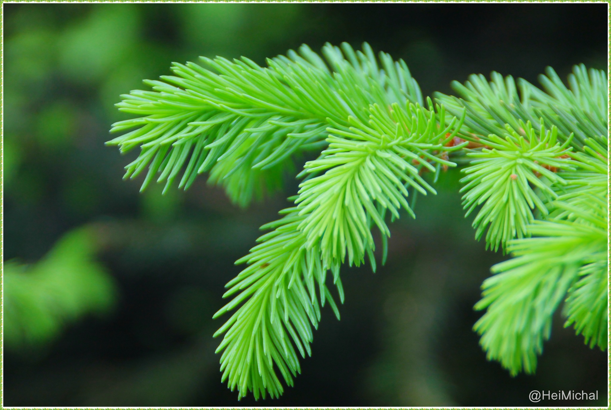 Ein frischer Fichtentrieb - Favoriten
