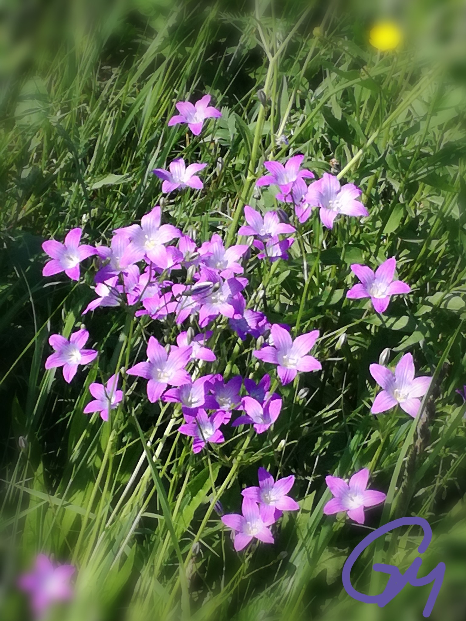 Die Wiesen - Glockenblume - Deutschlandsberg
