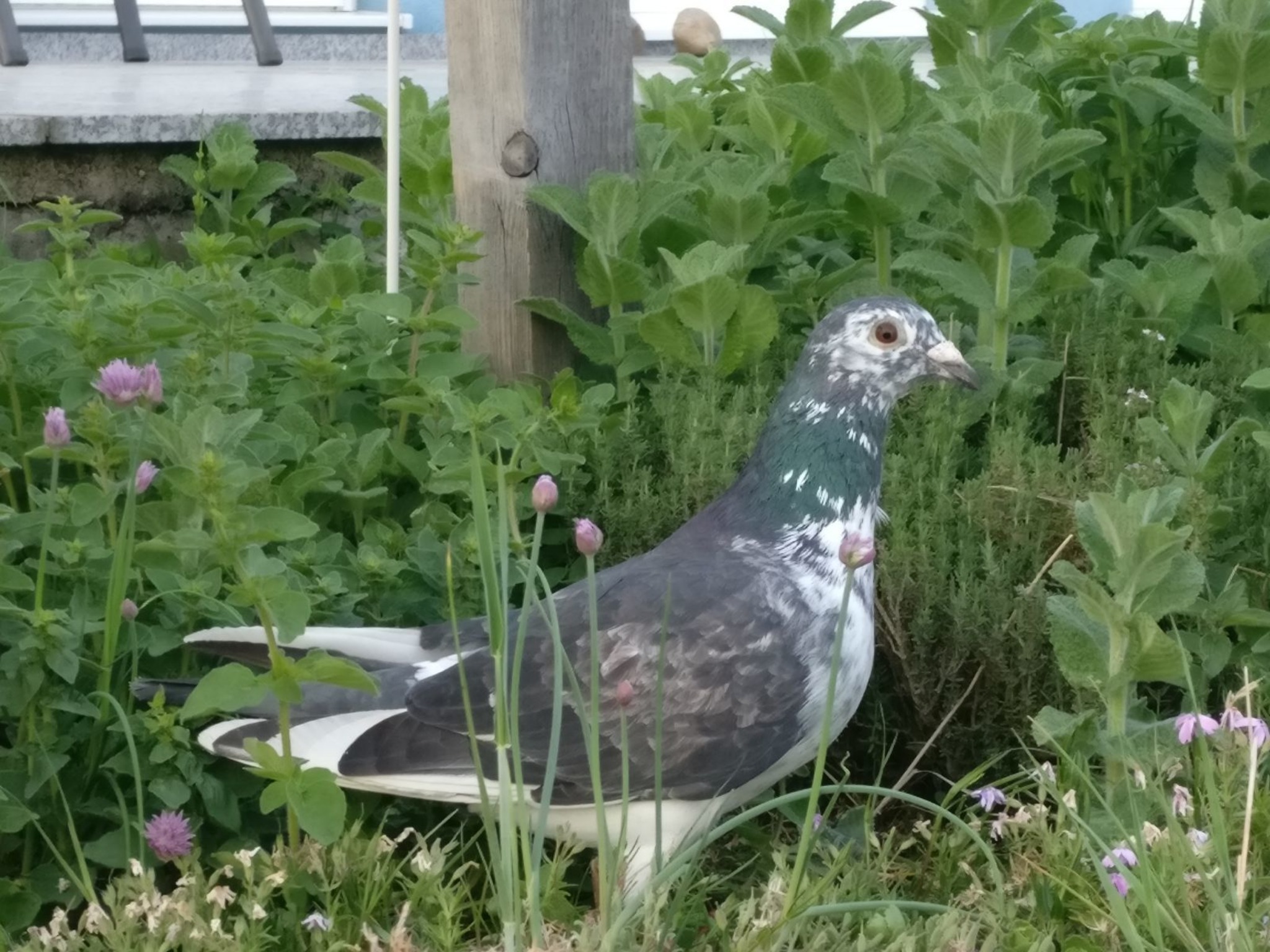 Brieftaube zu Besuch im Garten - Gmünd