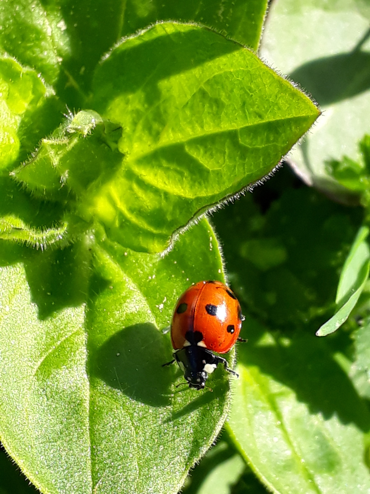 Marienkäfer - Landeck