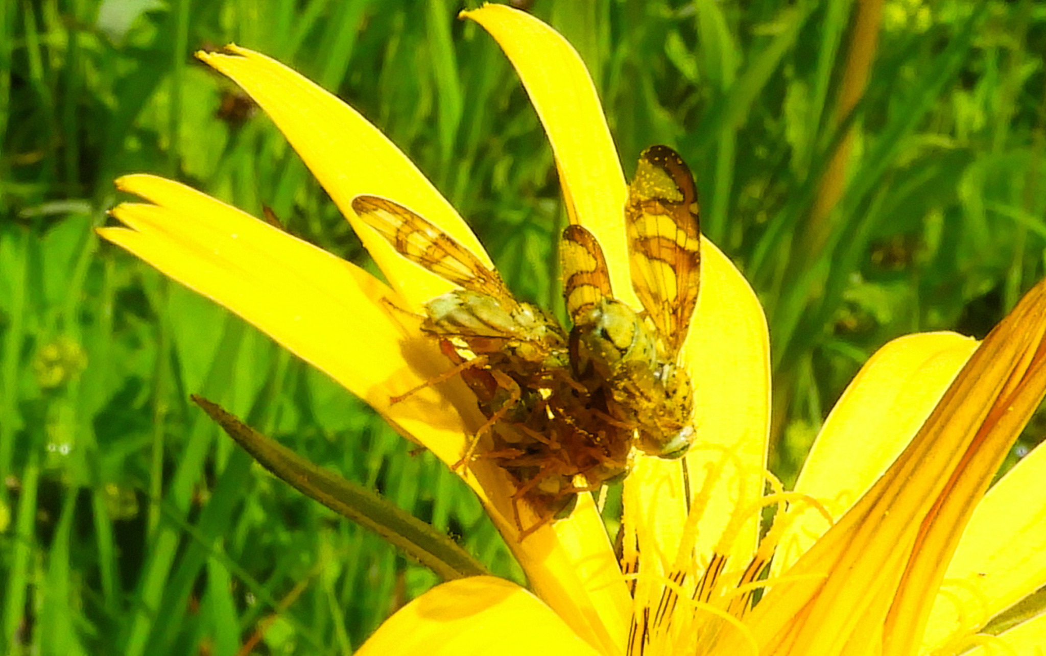 Die Bohrfliegenart Chaetorellia jaceae hat keine Probleme bei der ...
