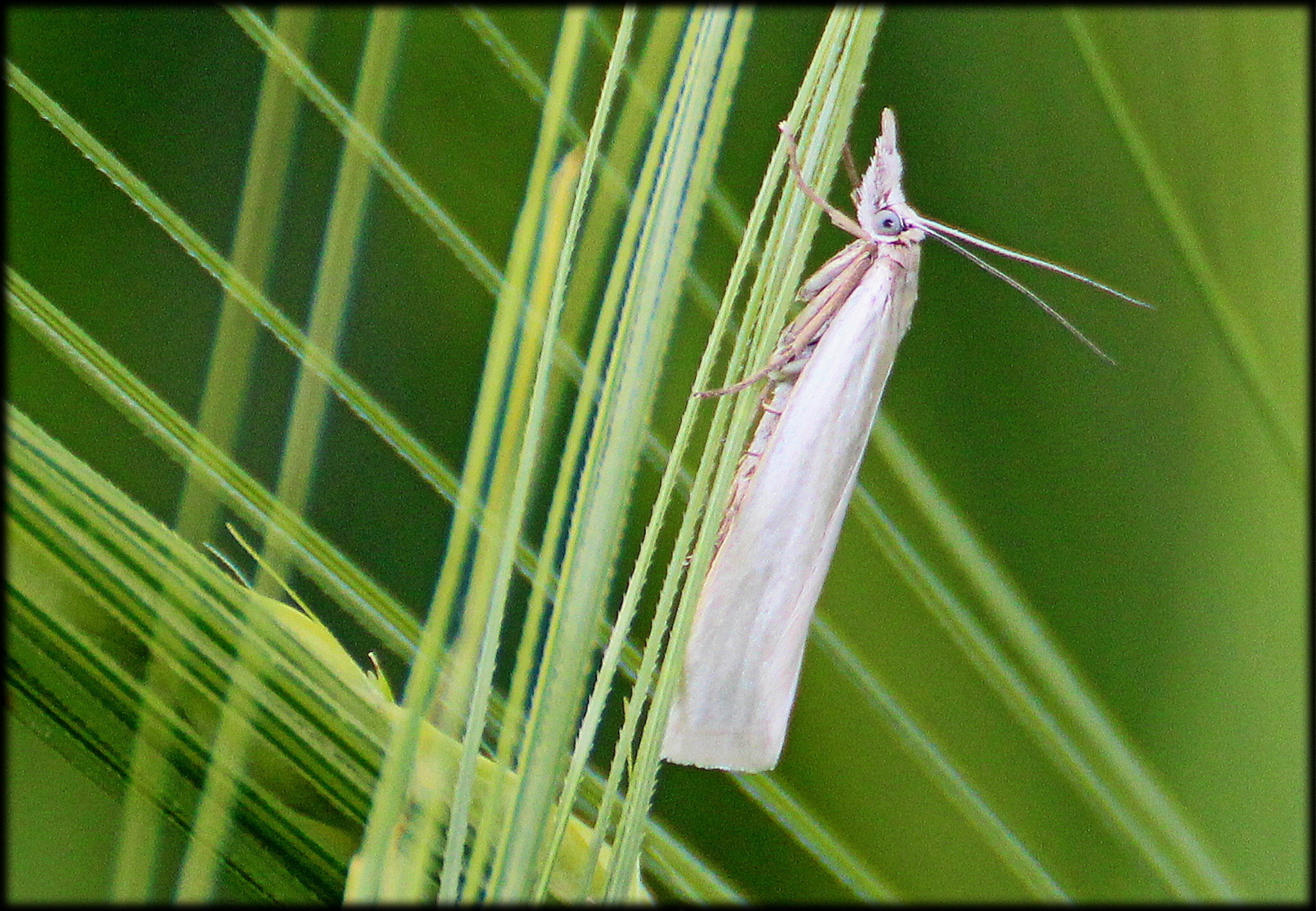 * Winzling im Kornfeld * - Salzburg-Stadt