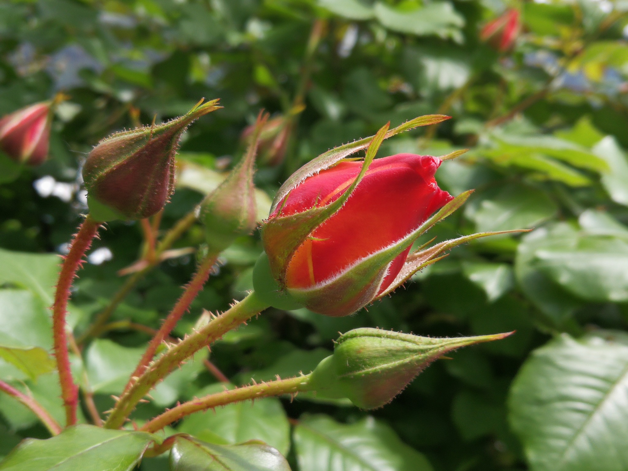 "Rosenrot" - Osttirol