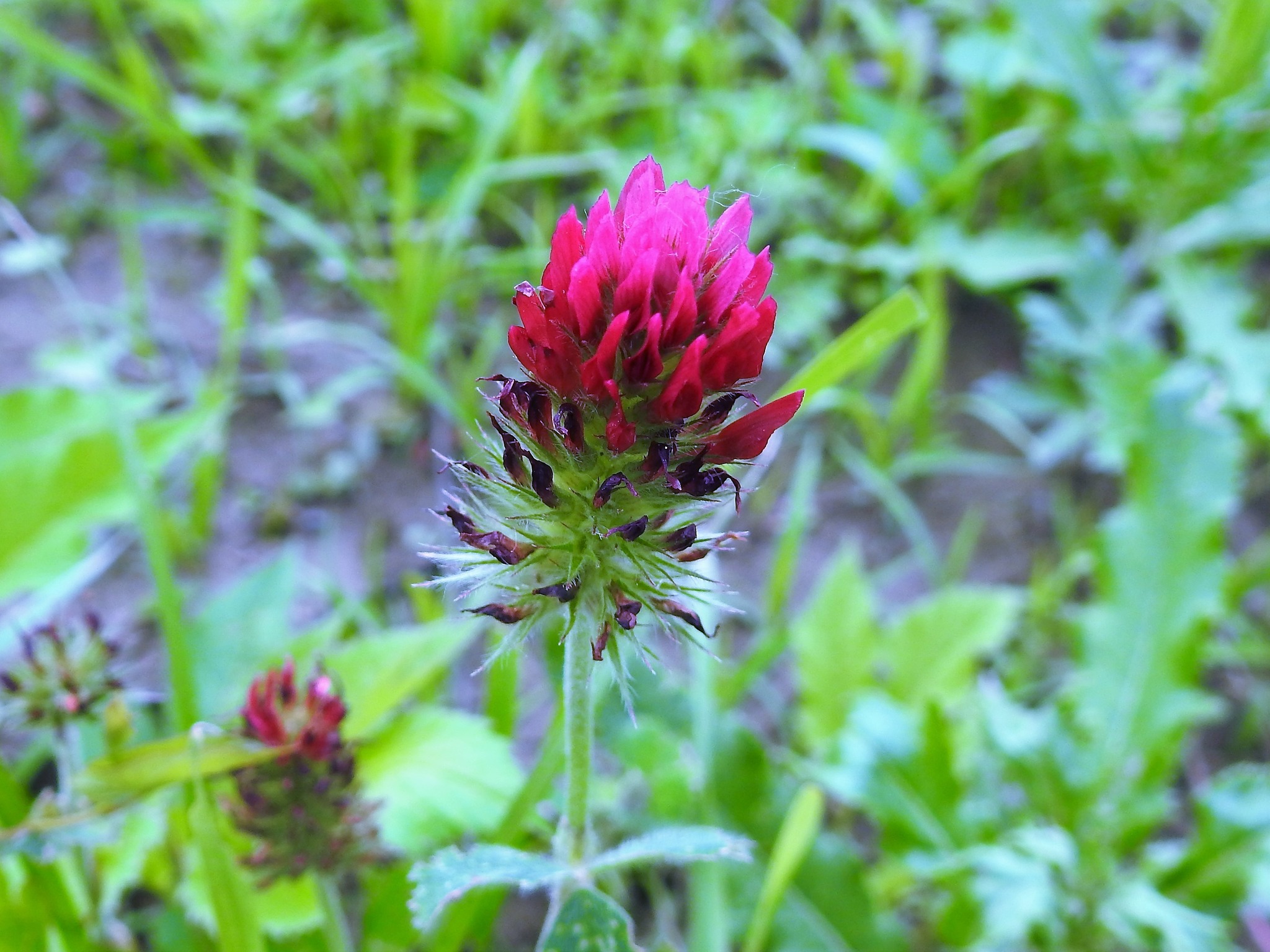 Der Klee in Blüte - Weiz