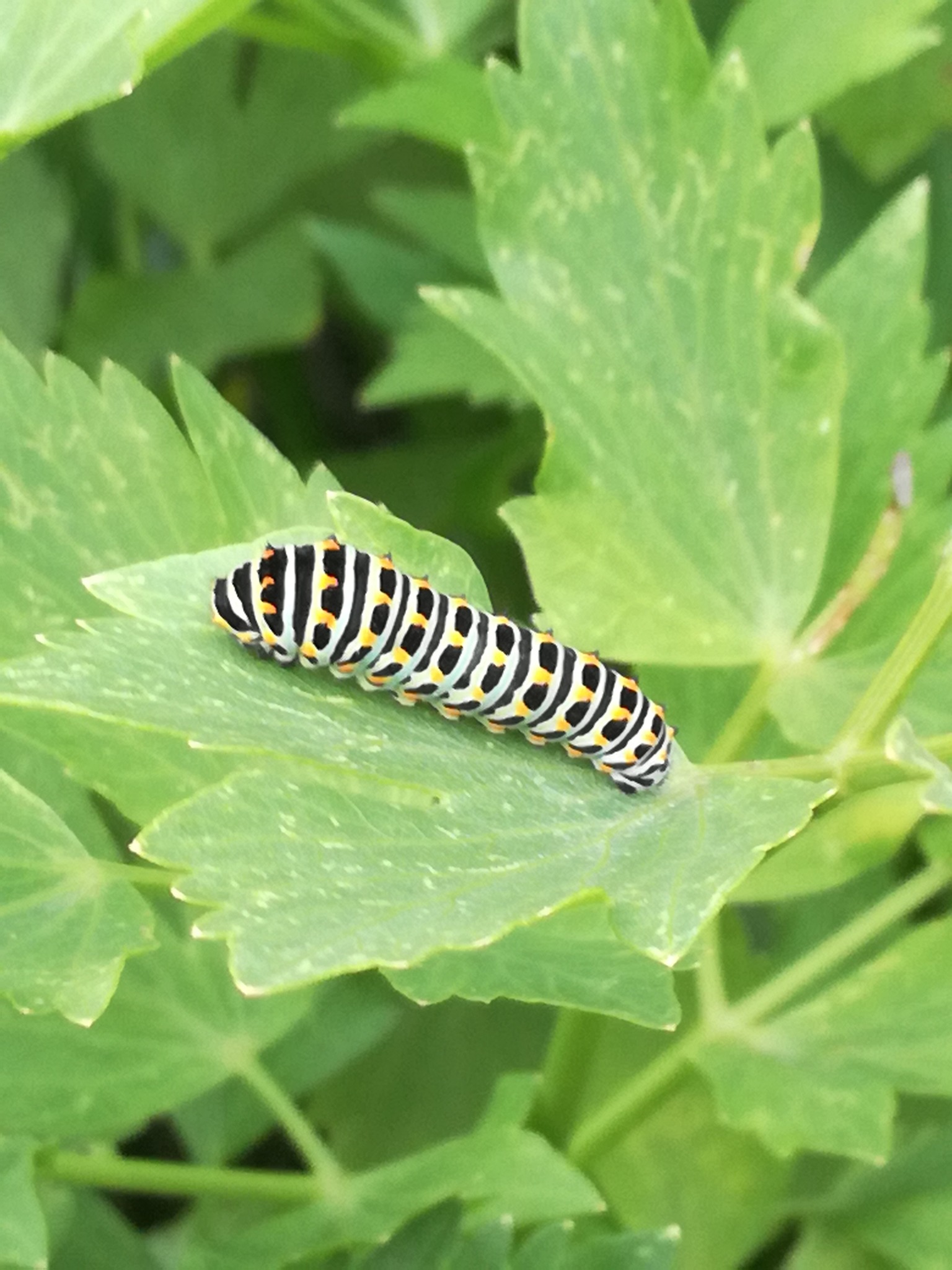Kleine Raupe Nimmersatt - Südoststeiermark