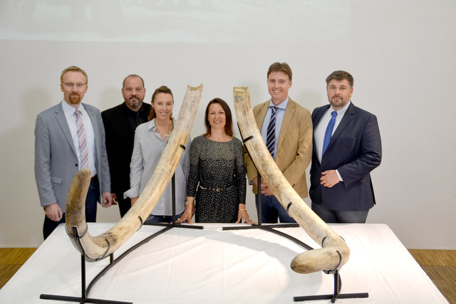 Mammut: Der Bulle von Bullendorf - Mistelbach