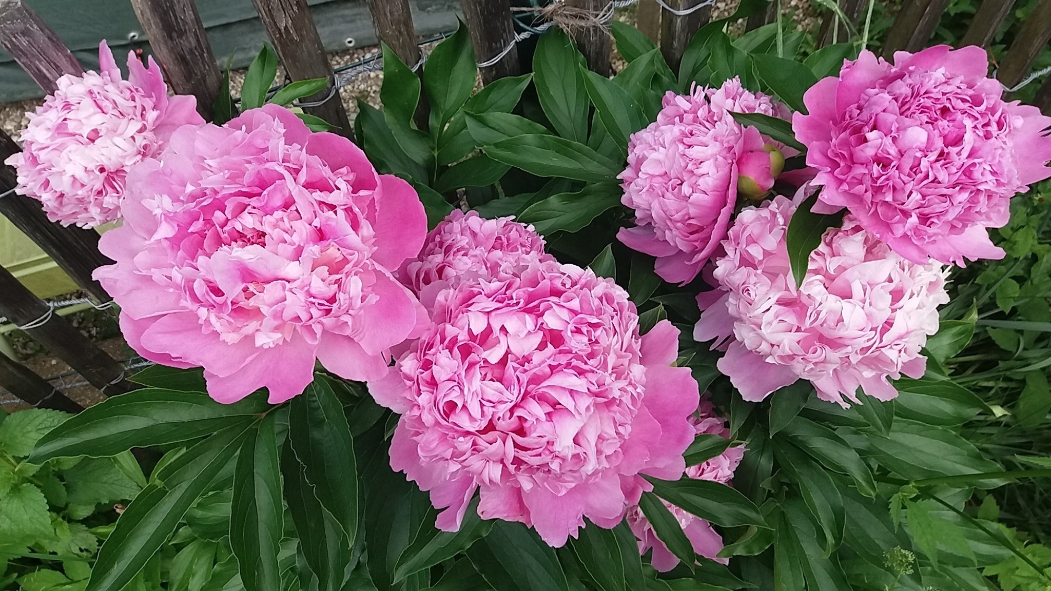 Pfingstrosen in rosa - Lavanttal