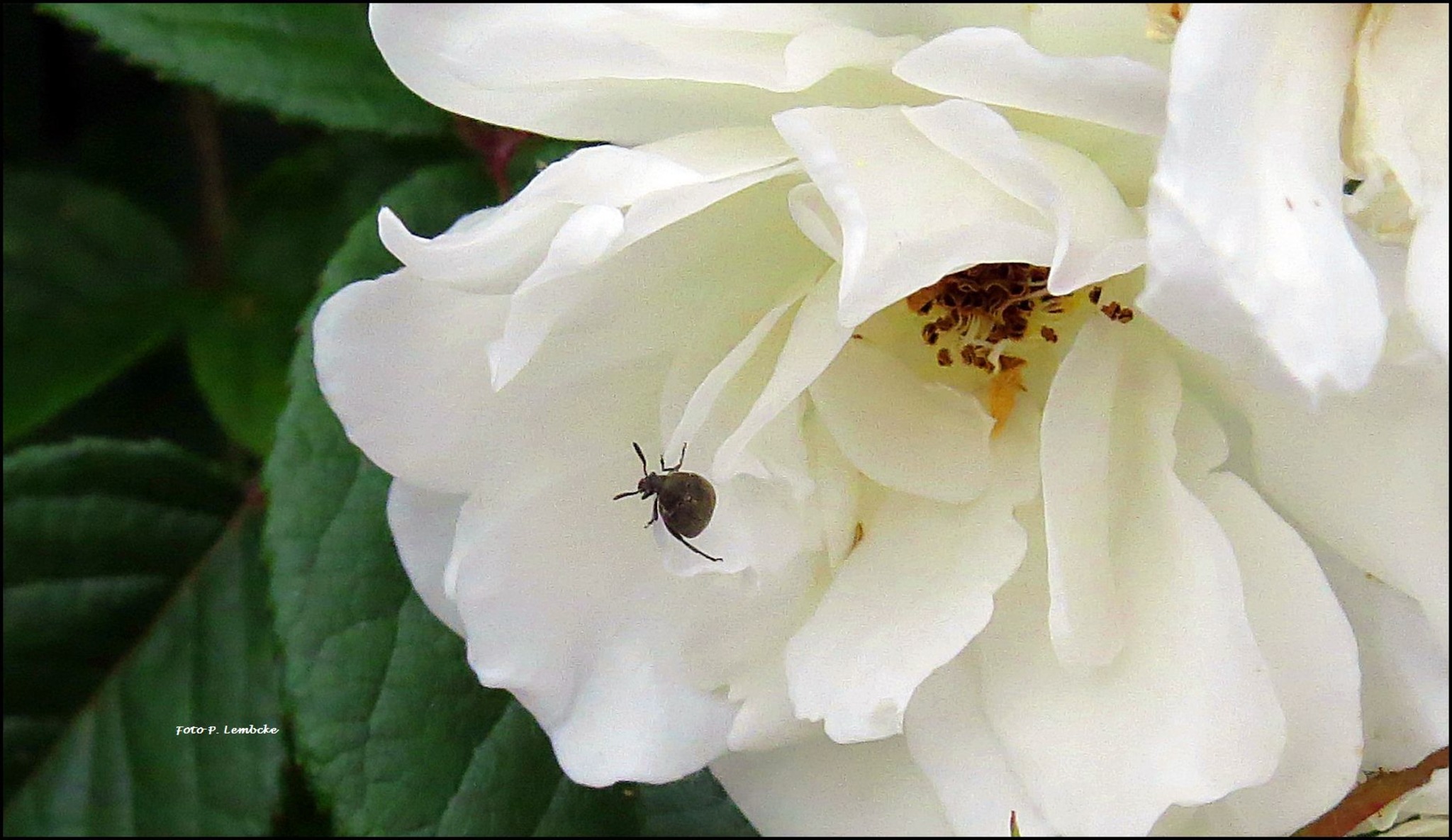 Blattlaus zu Besuch auf Rosenblüte - Ottakring