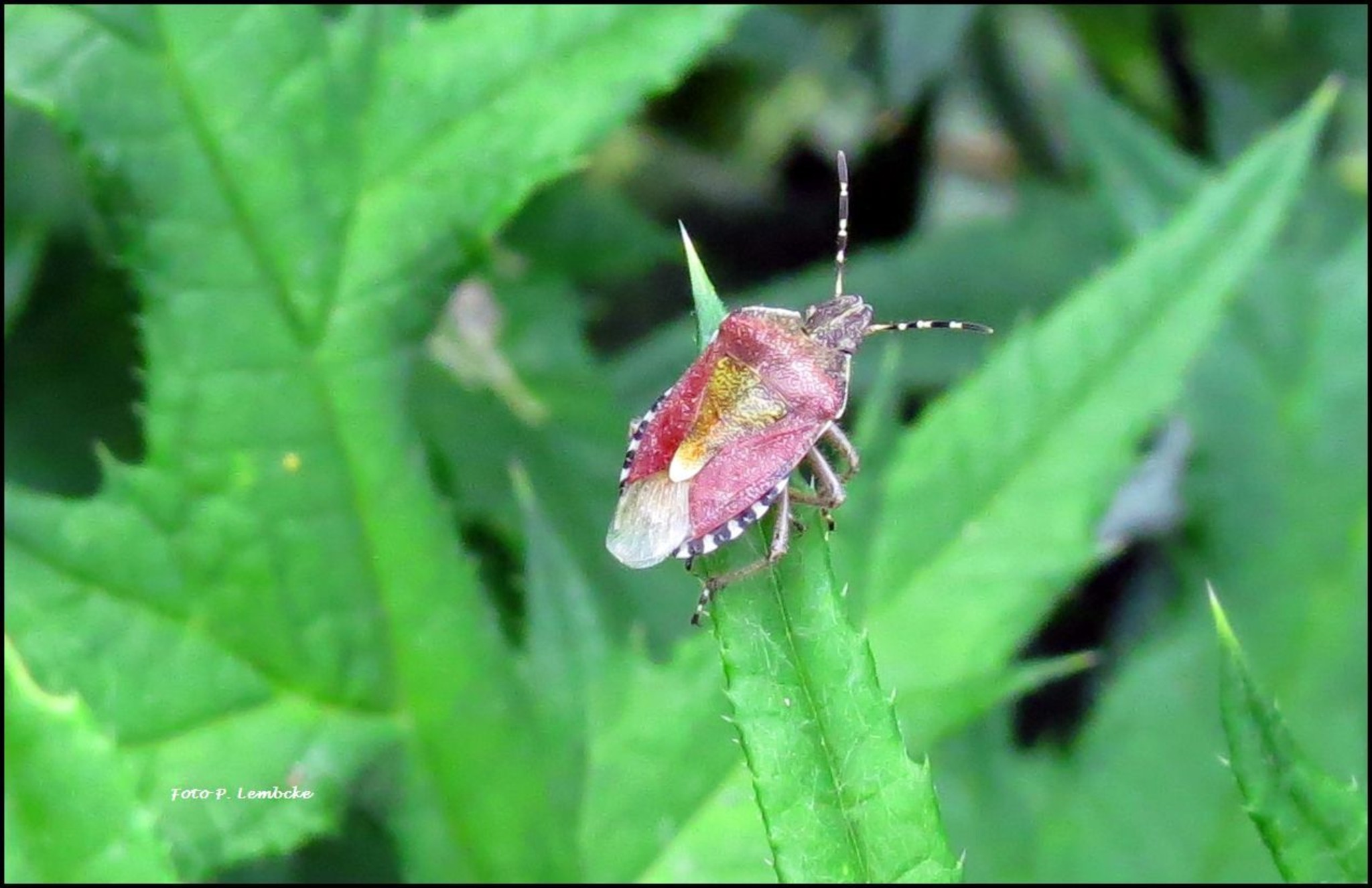 Blattwanze die Erste - Ottakring