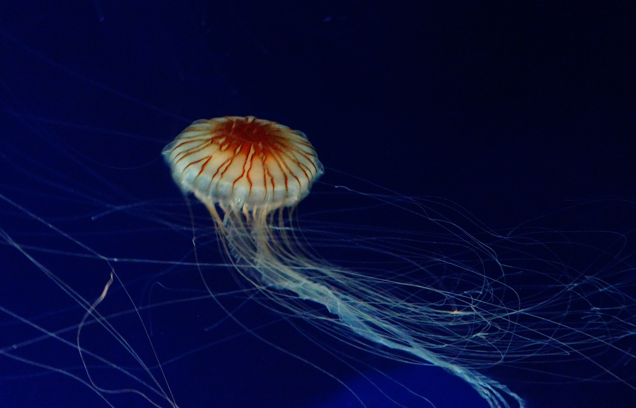 die Qualle ein kleines Wunder - Enns