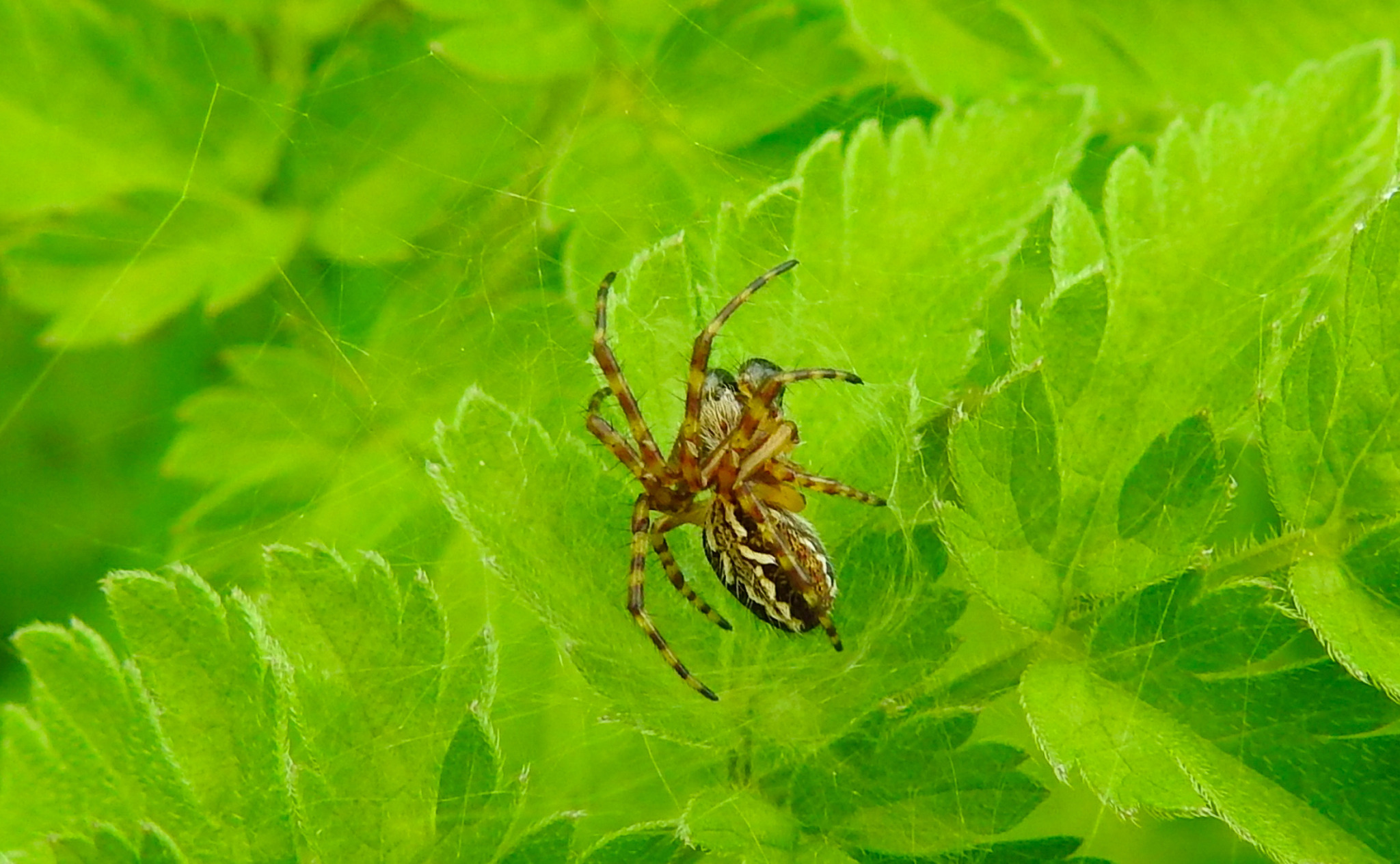 Die Eichblatt-Radspinne - Lungau