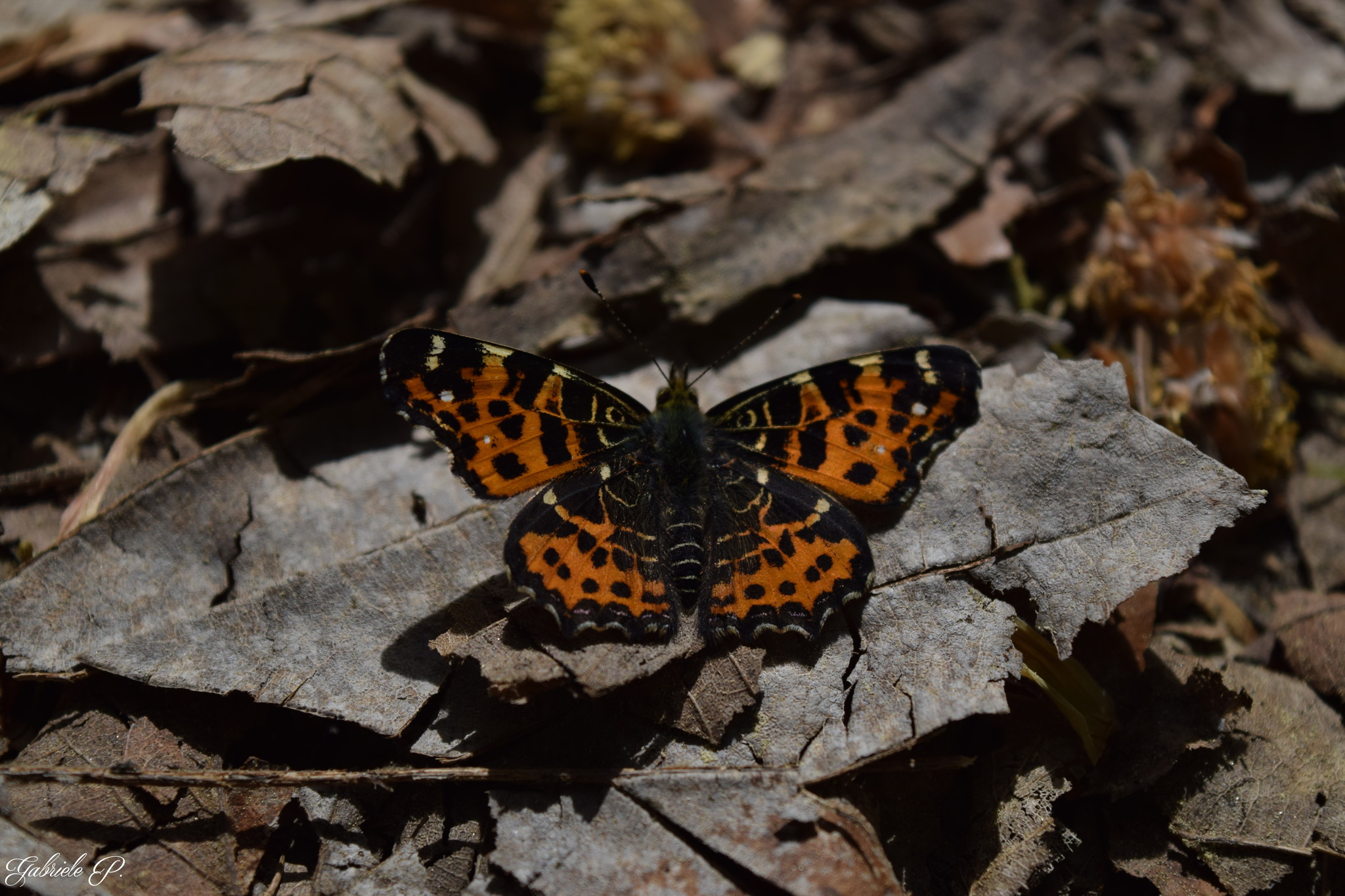 Flatter Flatter :) - Schärding