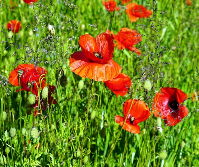 MOHNBLUMENFELD in Aldrans ... - Kufstein
