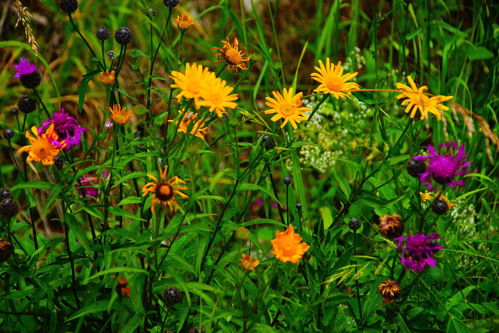 bunte Wiese - Enns