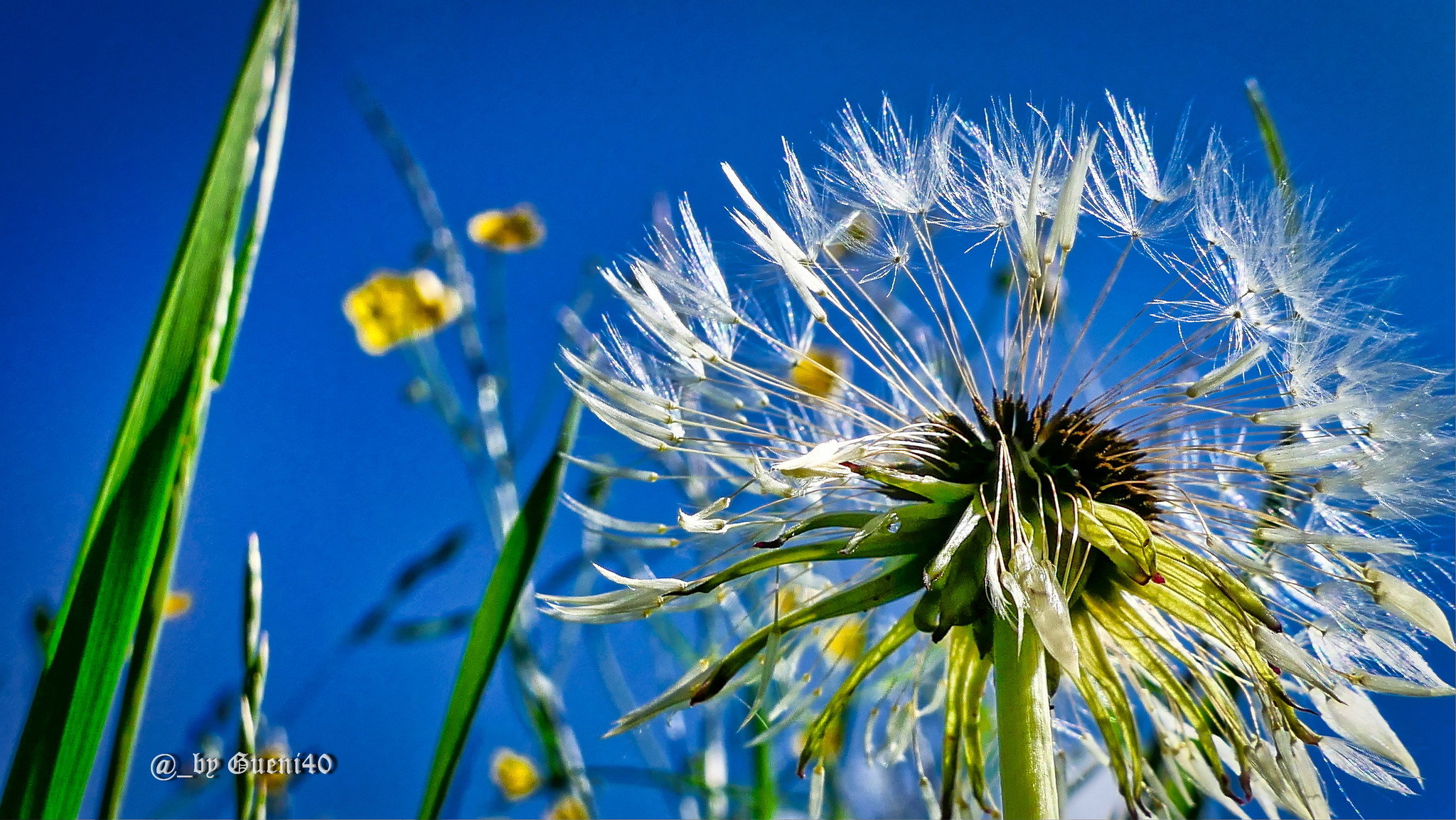 verschiedene Ansichten der Pusteblumen....... - Spittal