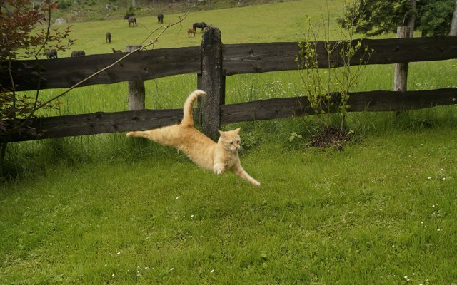 Fliegende Katze ! - Tennengau