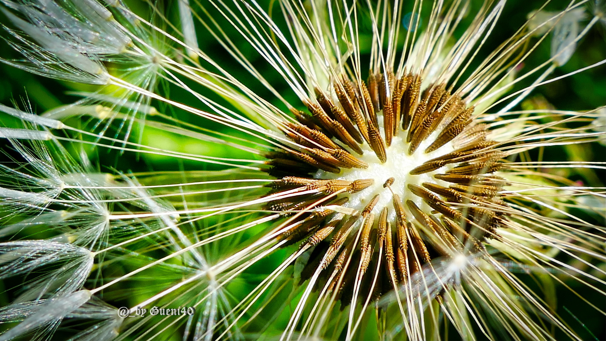 genau reingeschaut in das Innere der Pusteblumen..... - Spittal