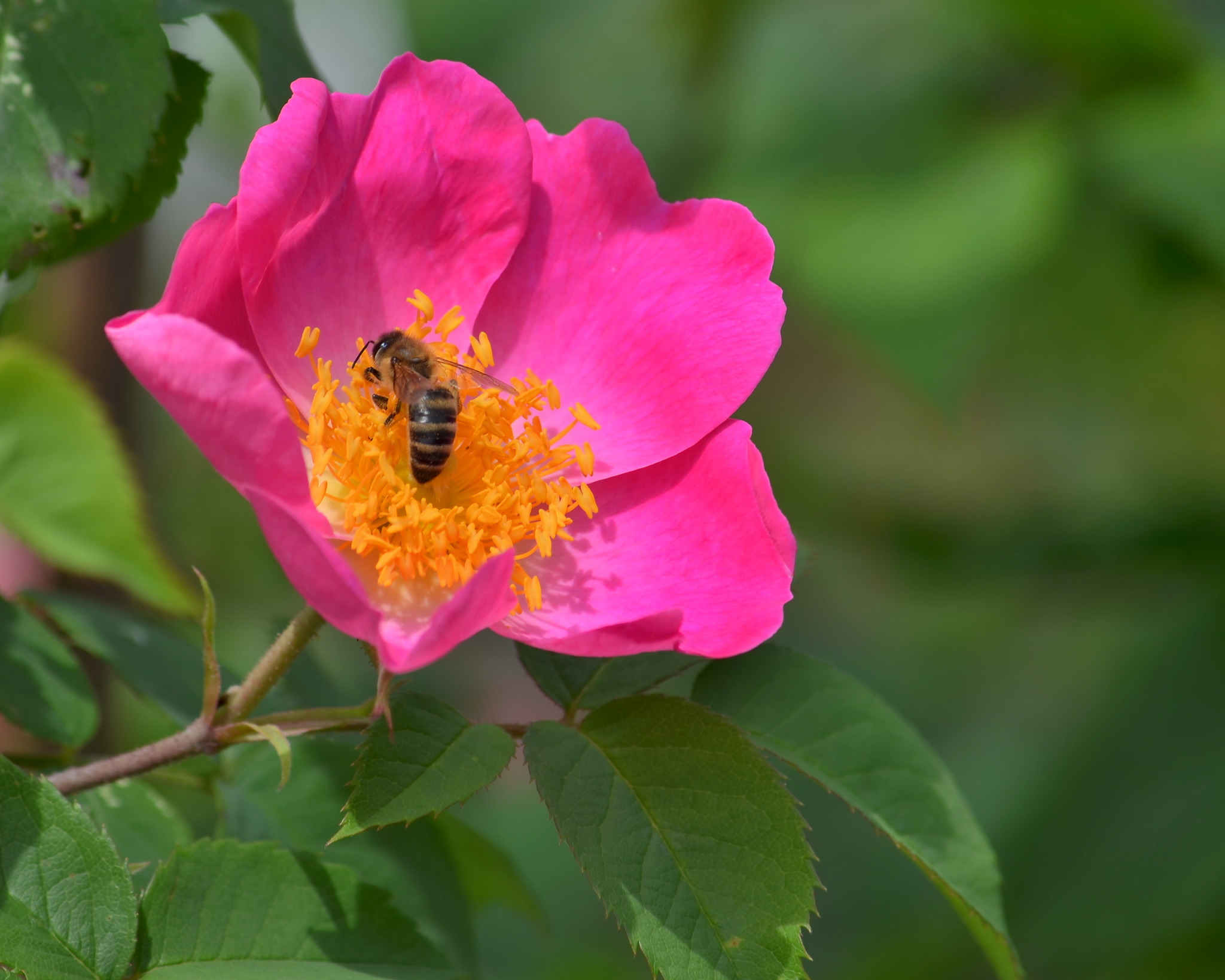 Heckenrose - Salzburg-Stadt