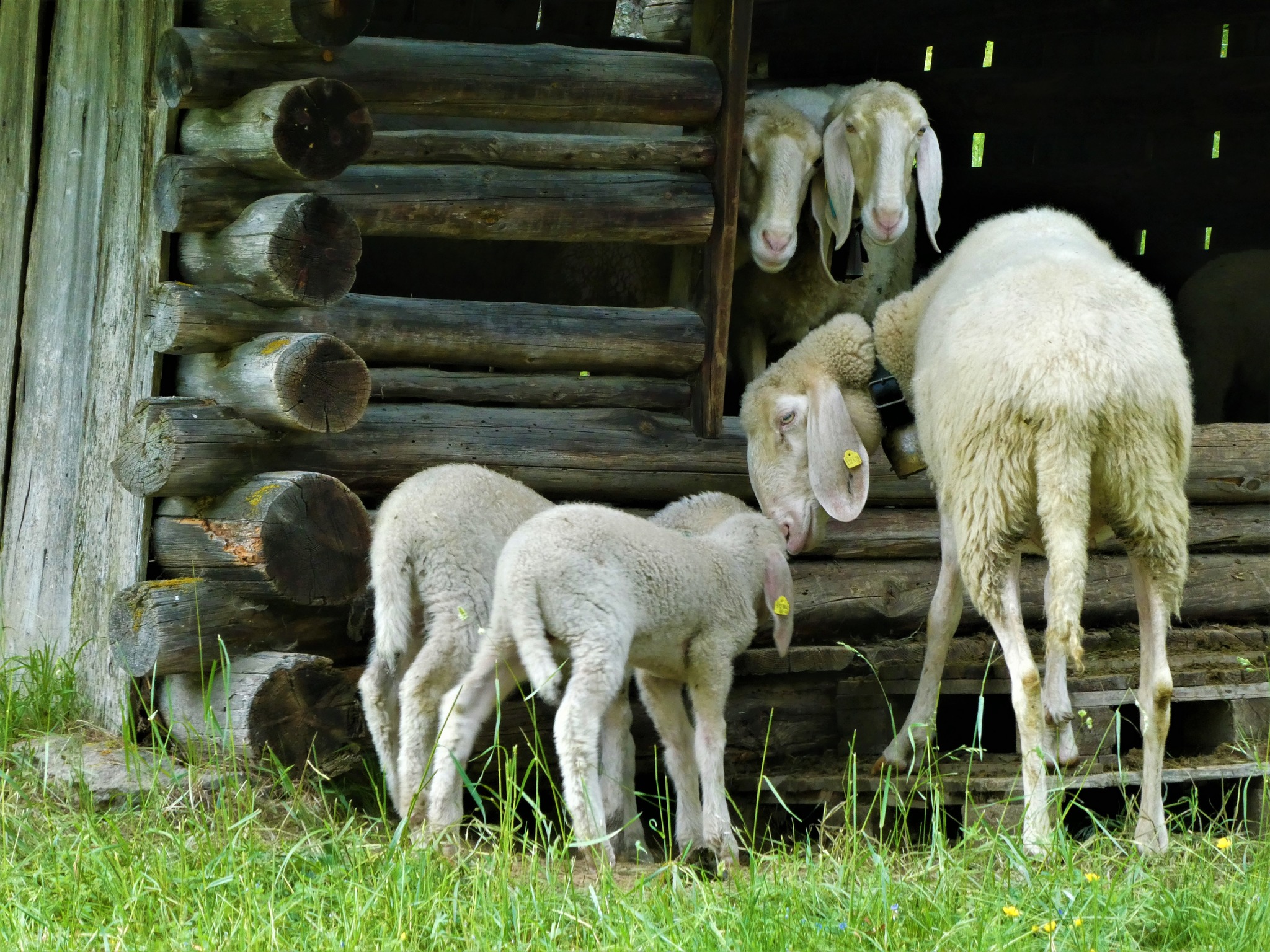 Schäfchen in der Schule - Innsbruck