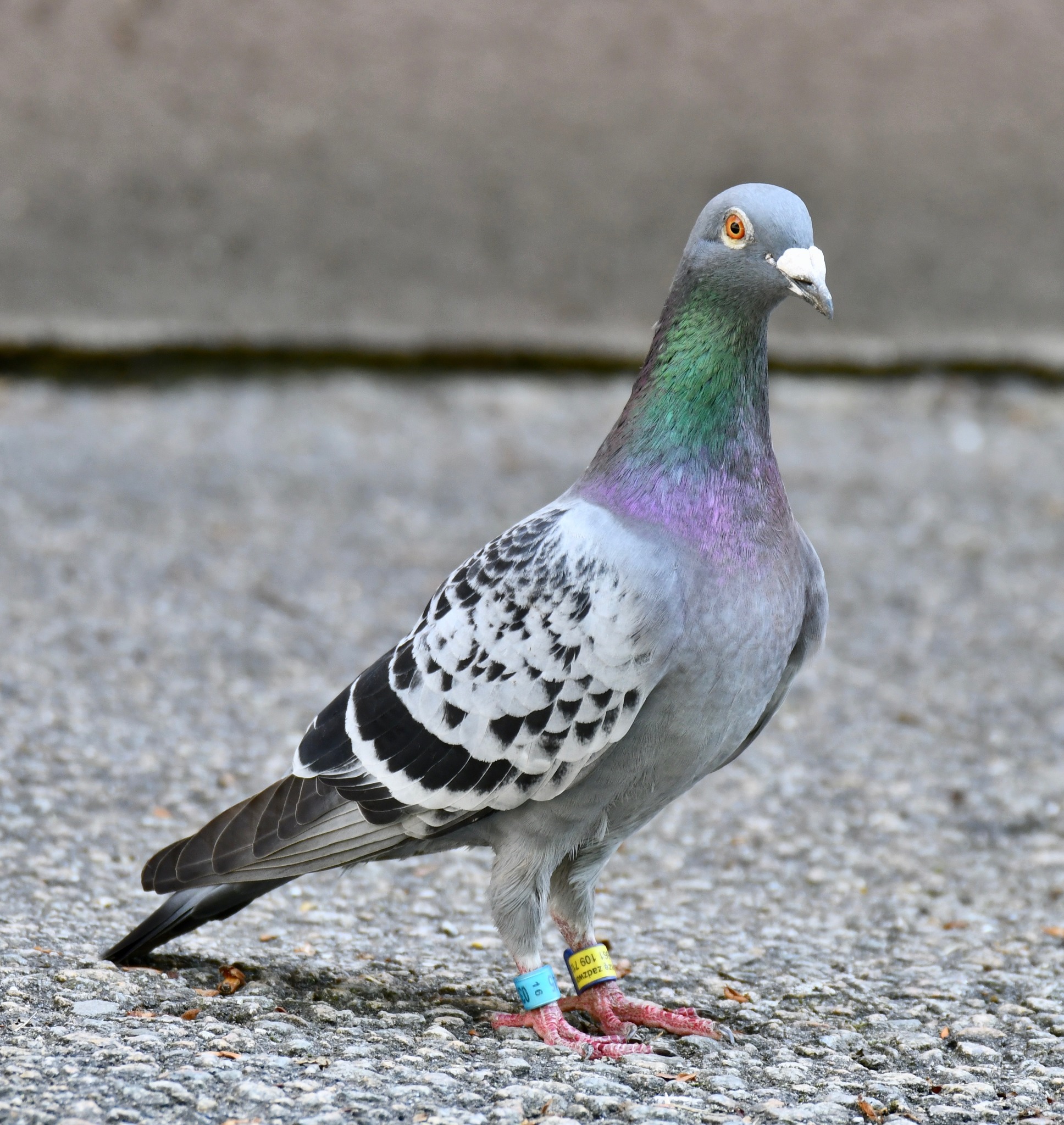 Eine Brieftaube hat in unserer kleinen Gemeinde Loibersdorf eine Pause ...