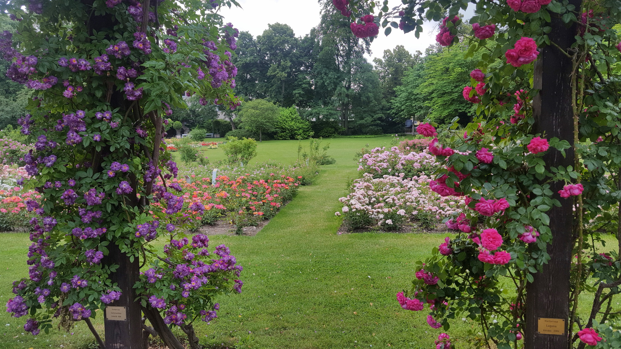 Rosarium Baden - Baden