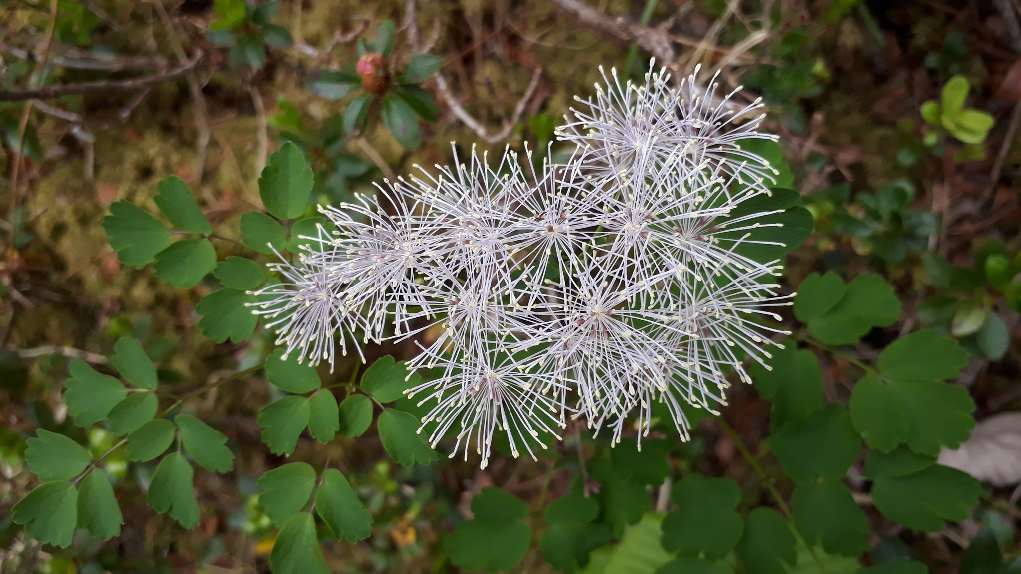 Planze am Plansee (Wer kennt sie?) - Reutte