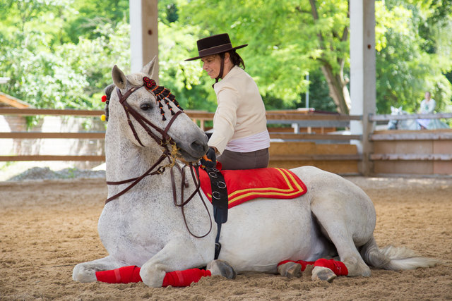 Tag der offenen Reitstalltüre im UPSV Hobby Pferd Moosbierbaum - Tulln
