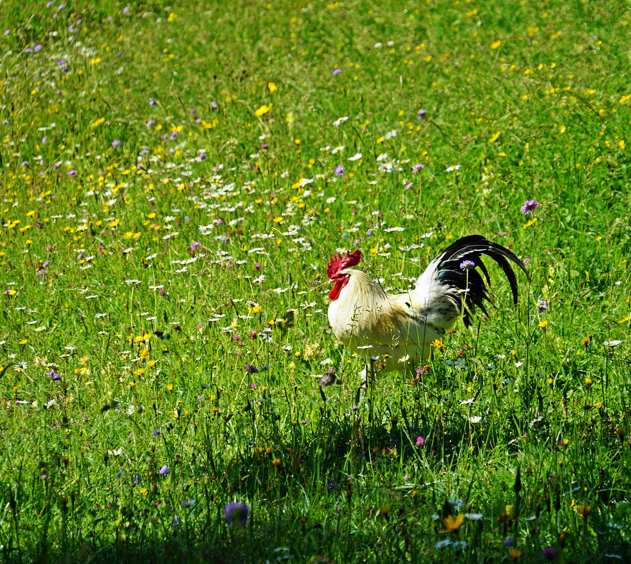 in der bunten Wiese - ein stolzer HAHN! - Kufstein