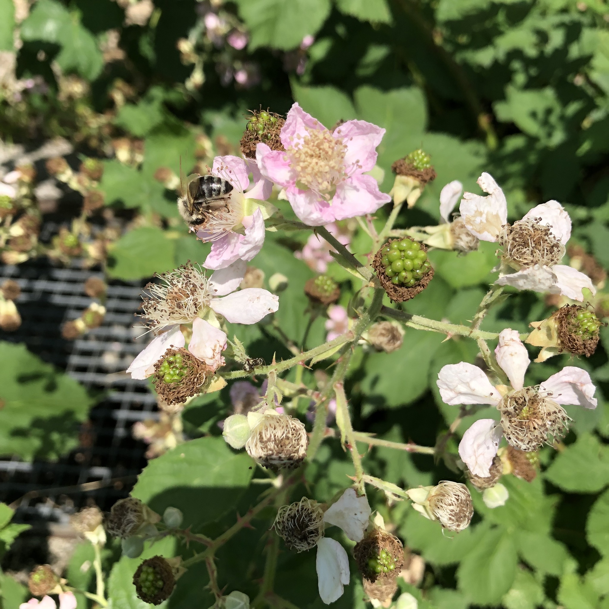 Fleißige Bienchen am Brombeerbusch - Kufstein