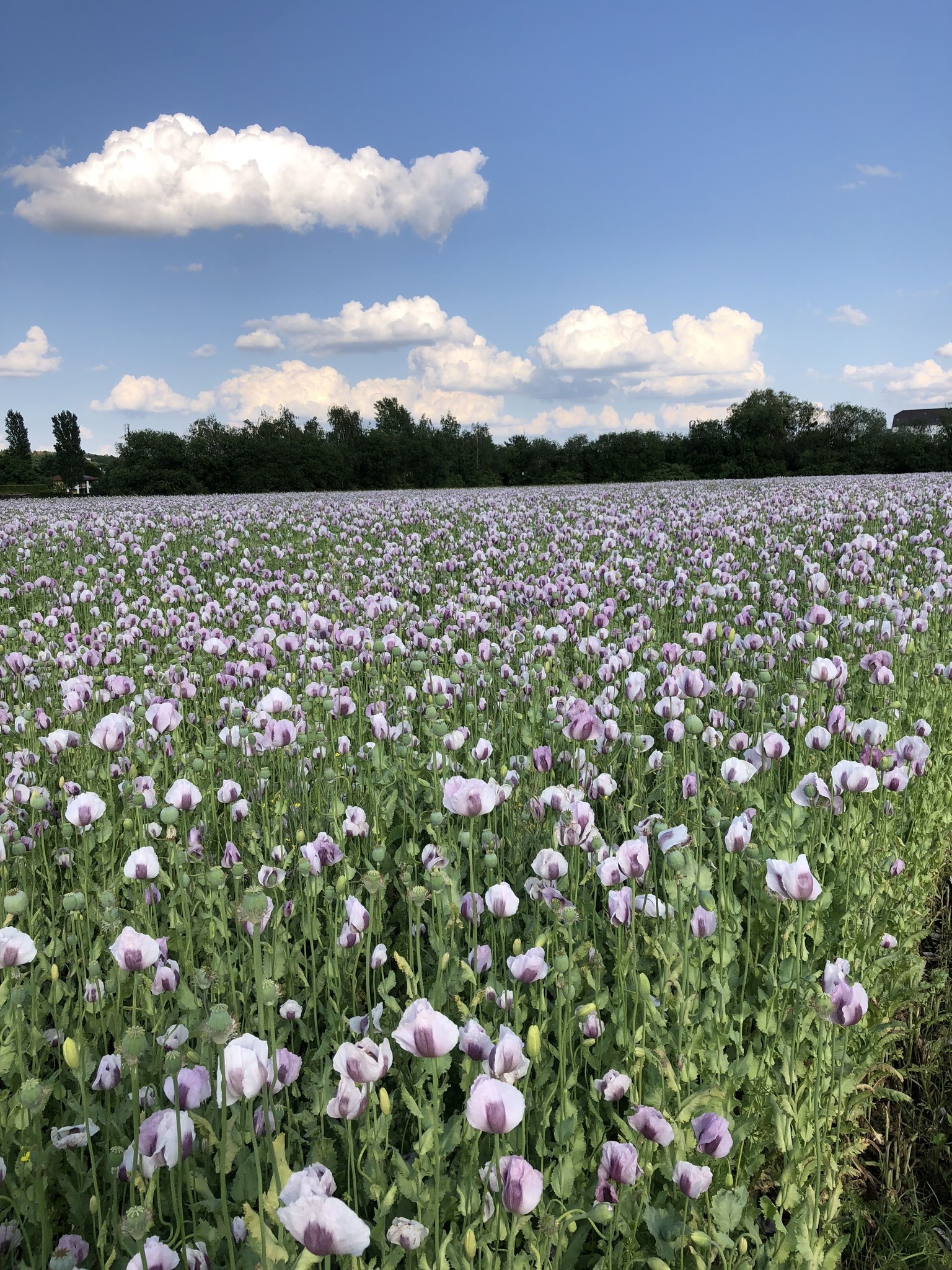 Mohn in voller Blüte in Oberwart - Oberwart