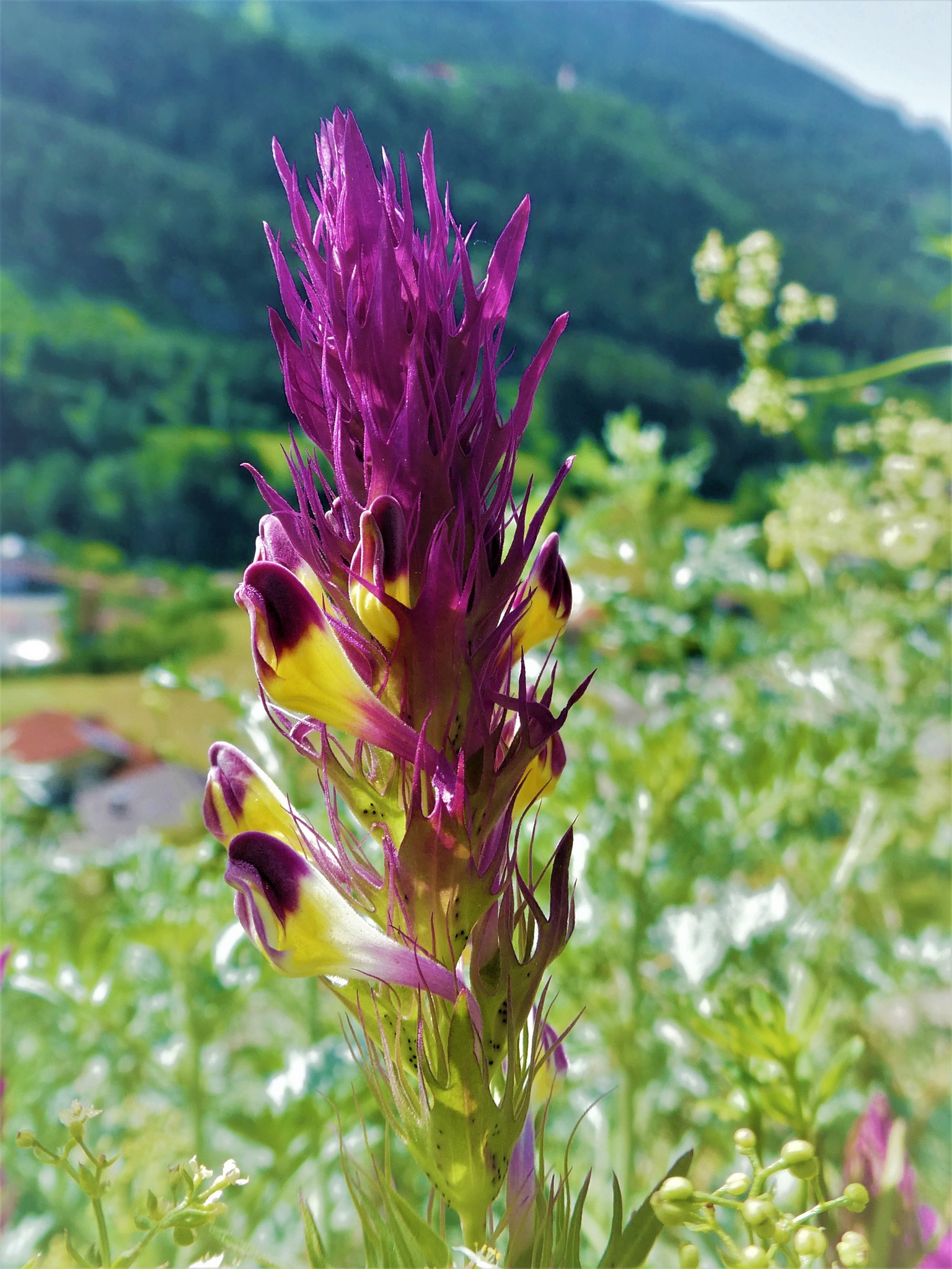 Ein schöner Schmarotzer - Innsbruck
