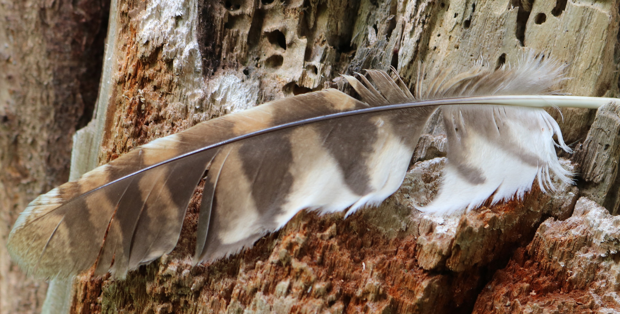 " DIE FEDER " - Braunau