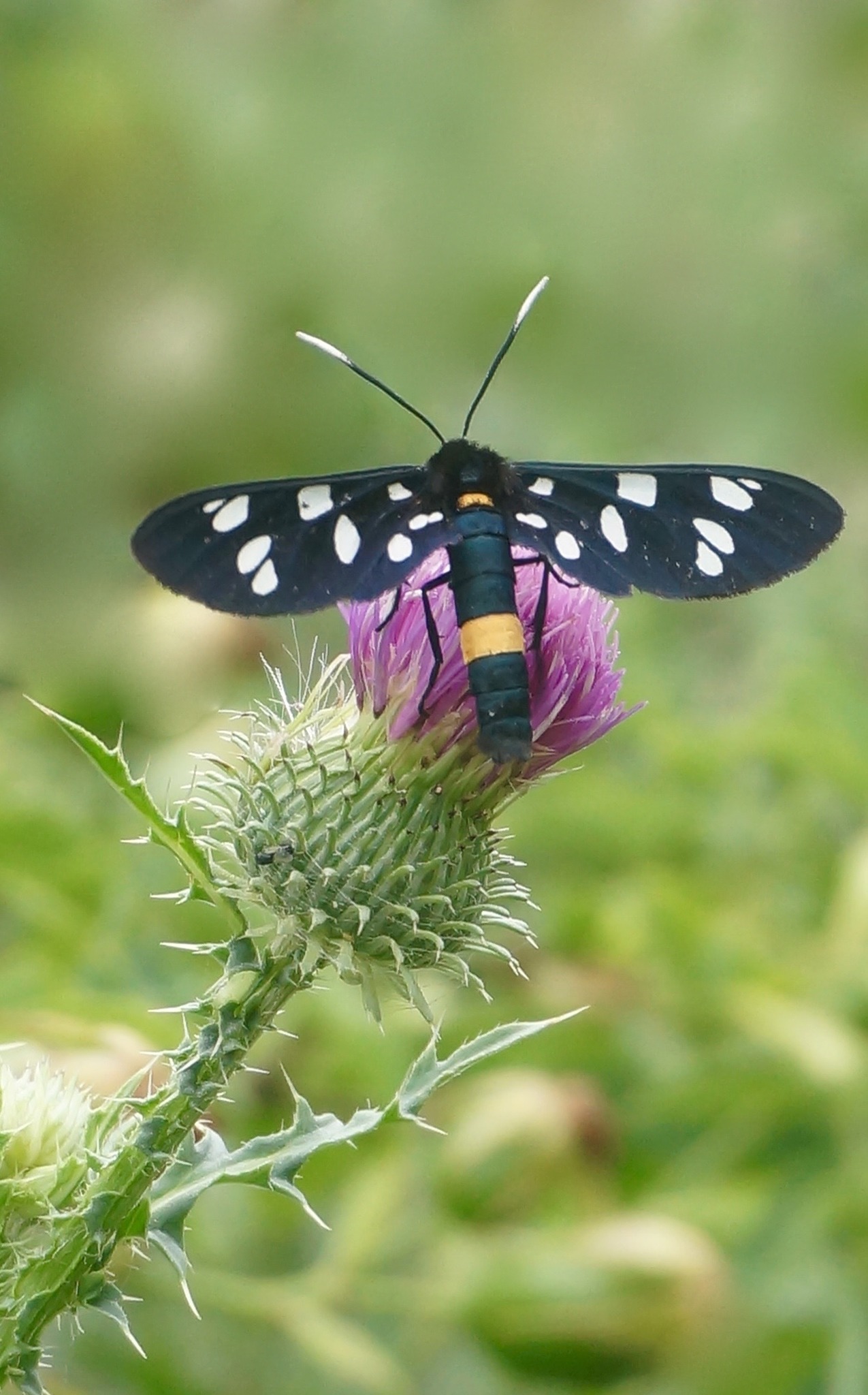 Sie dürfen sich tummeln .... - Neusiedl am See