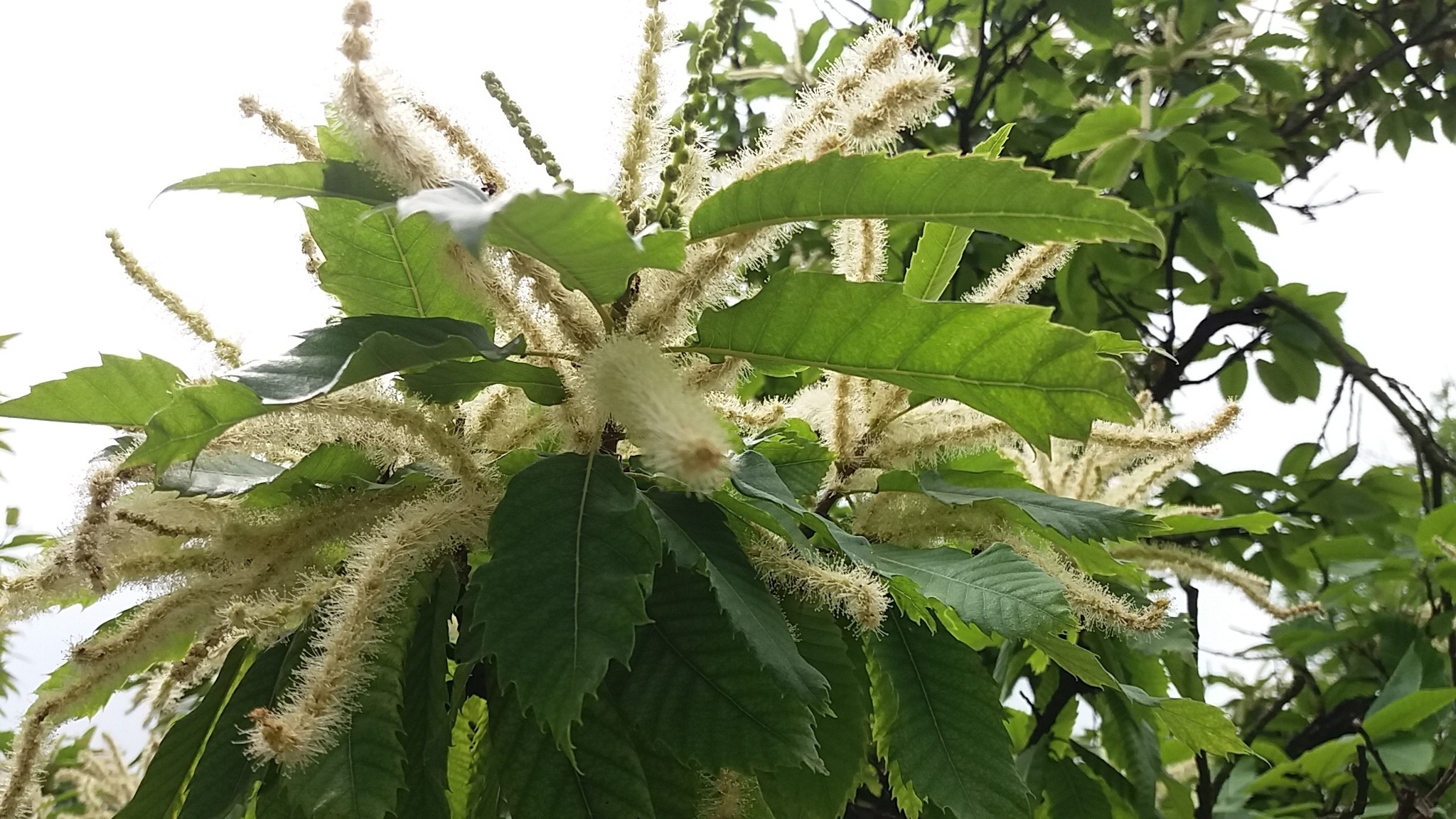 Interessanter Baum im Kapuzinerpark in Wolfsberg - Lavanttal